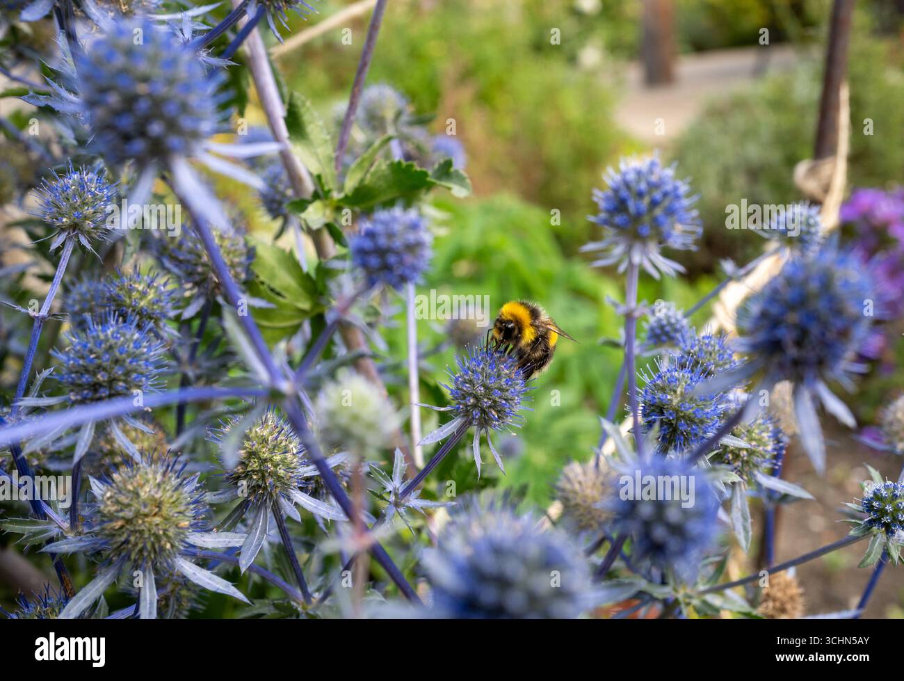 Sea Holly (eryngium) perennial plant in flower with a Bumble Bee ...