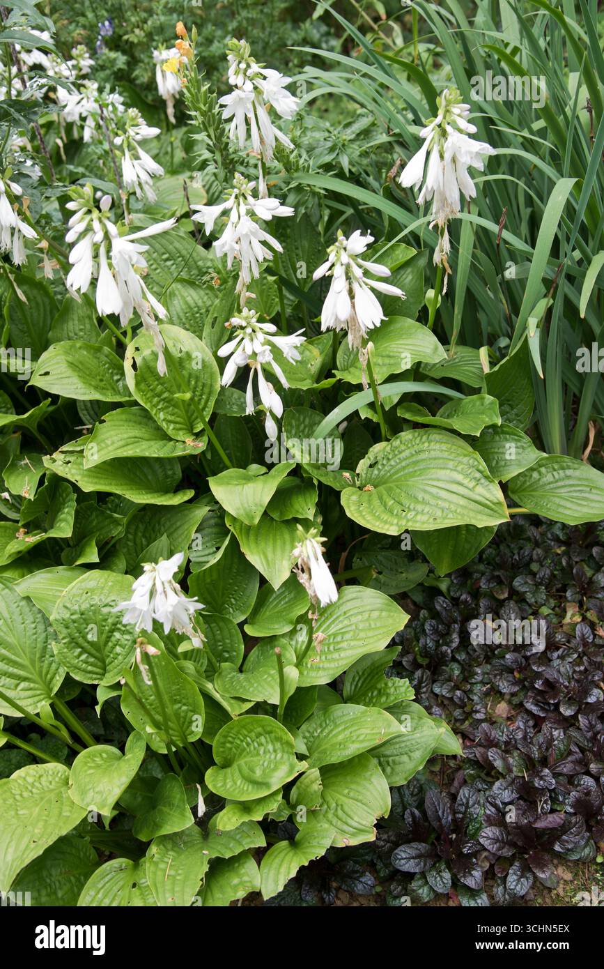 Hosta Royal Standard (Plantain Lily Stock Photo - Alamy