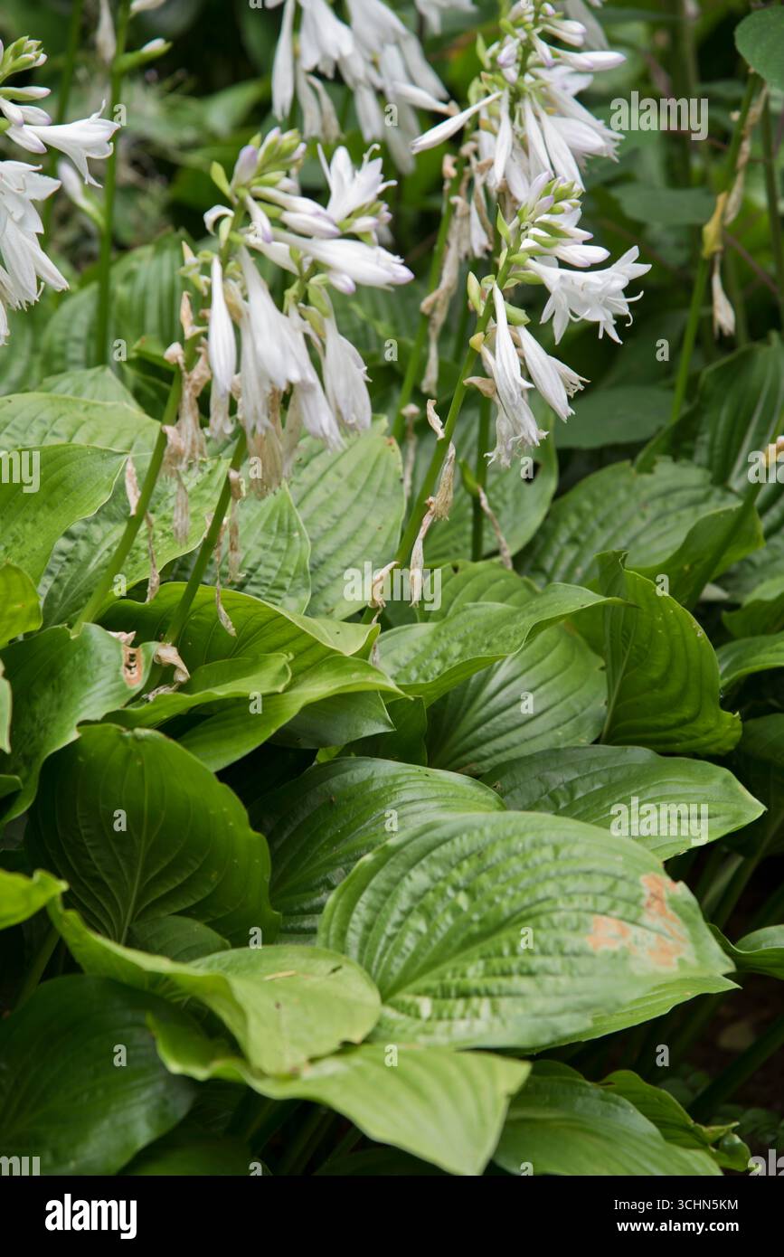 Hosta Royal Standard (Plantain Lily Stock Photo - Alamy