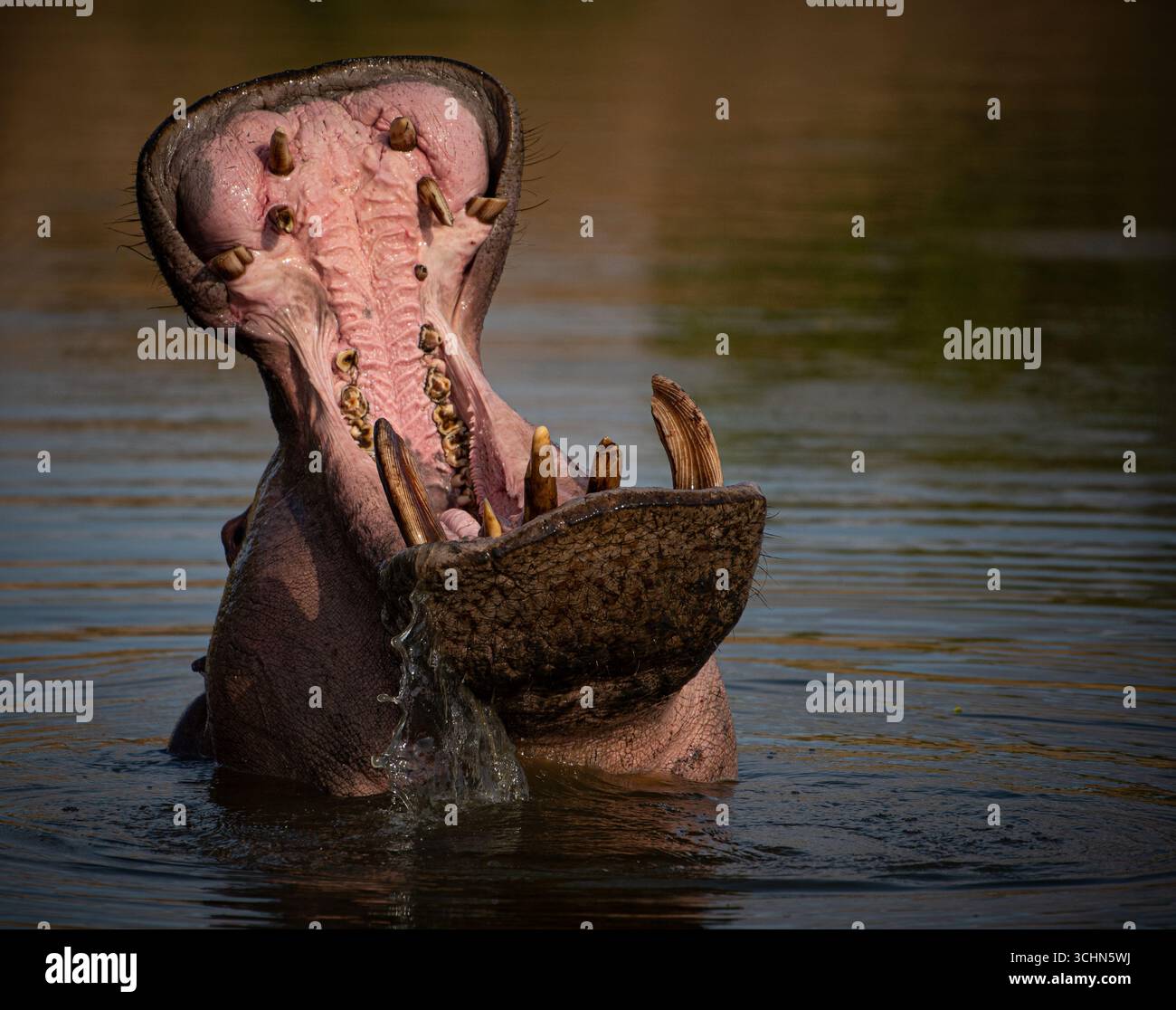 Hippo display hi-res stock photography and images - Alamy