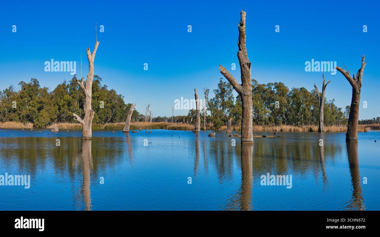 Trunks of dead gums cast long reflections over the still surface of ...