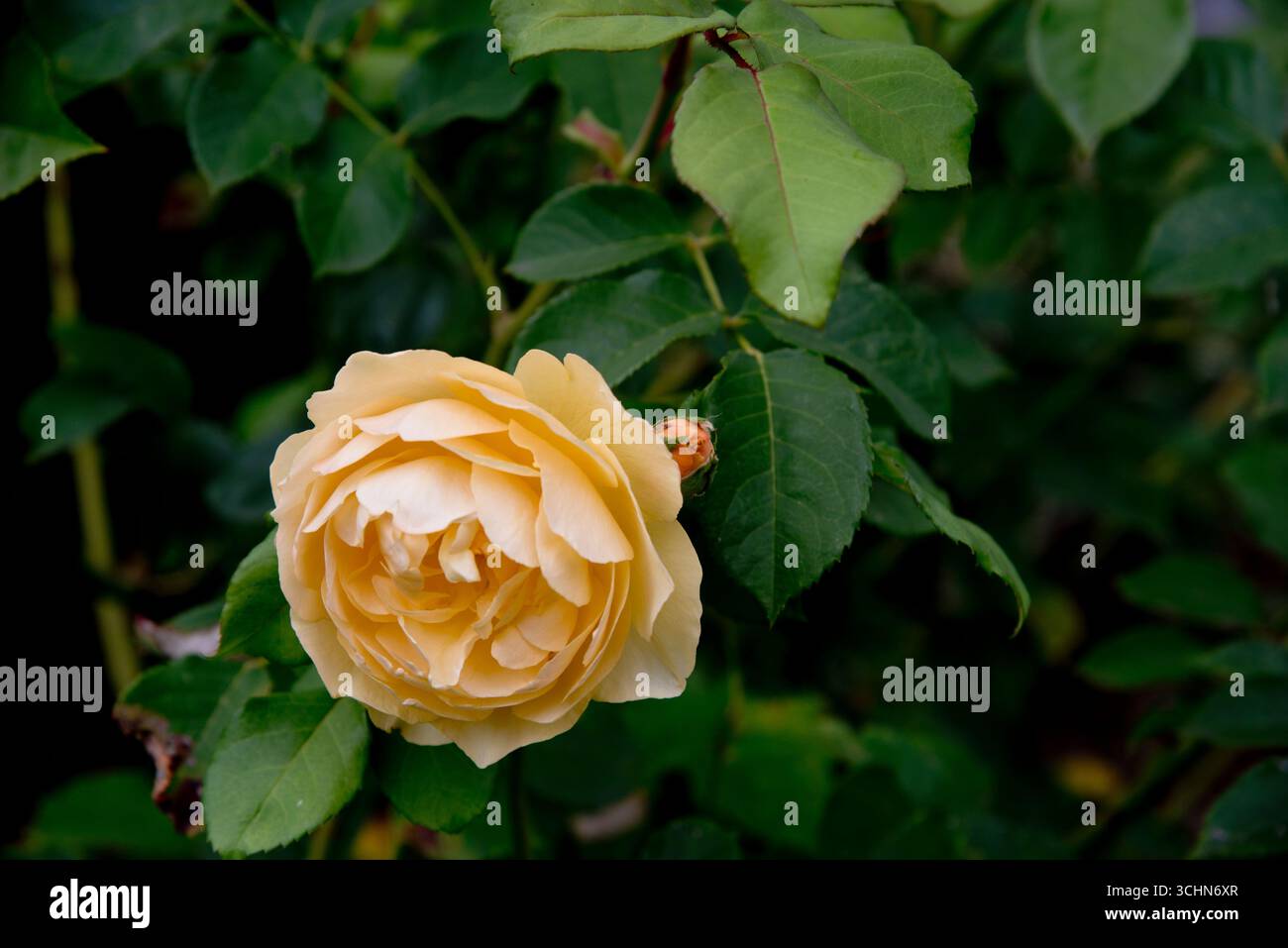Rosa cottage rose shrub hi-res stock photography and images - Alamy