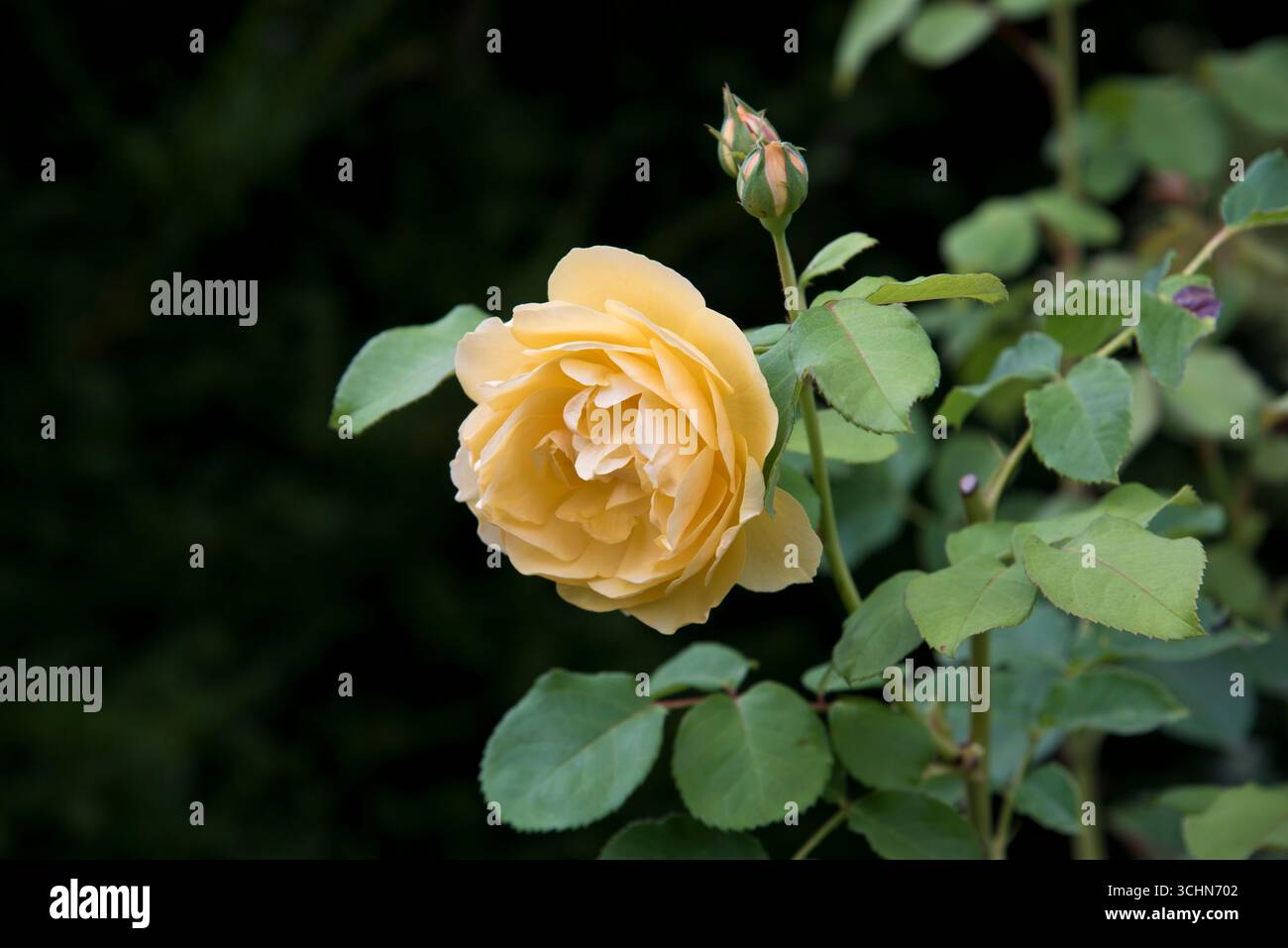 Rosa cottage rose shrub rose hi-res stock photography and images - Alamy