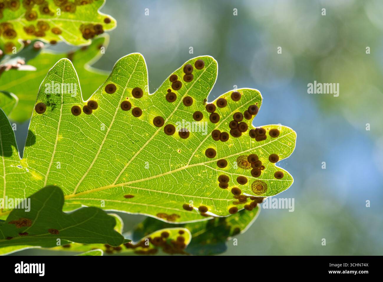 Silk button spangle galls and common spangle galls on underside of ...