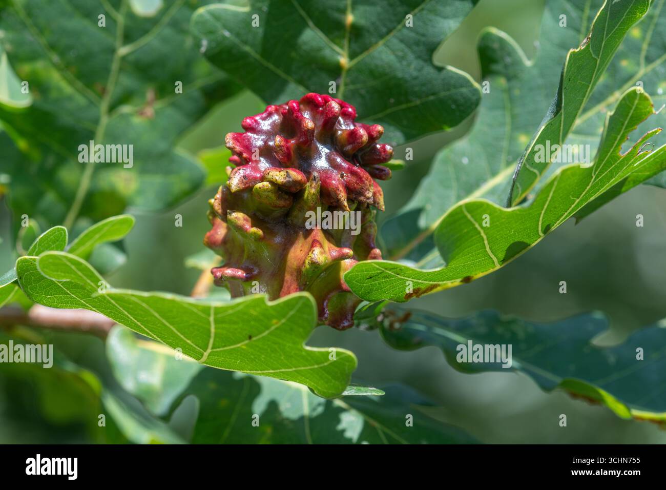 Knopper gall, a chemically induced distortion of growing acorns on ...