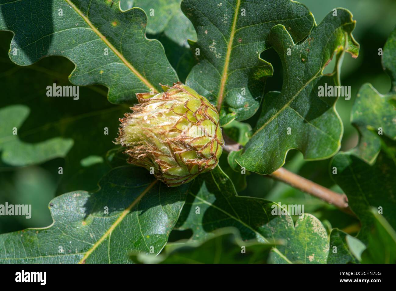 Tree gall hi-res stock photography and images - Alamy