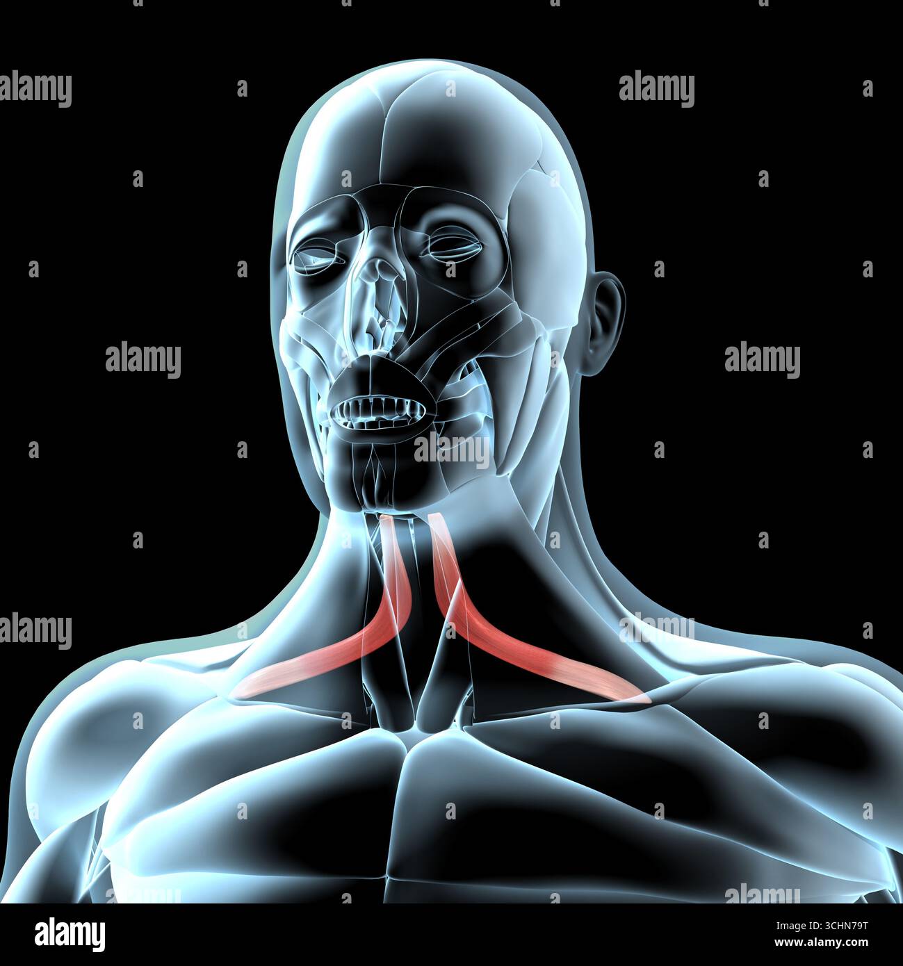 This 3d illustration shows a view of the omohyoid muscles on xray ...