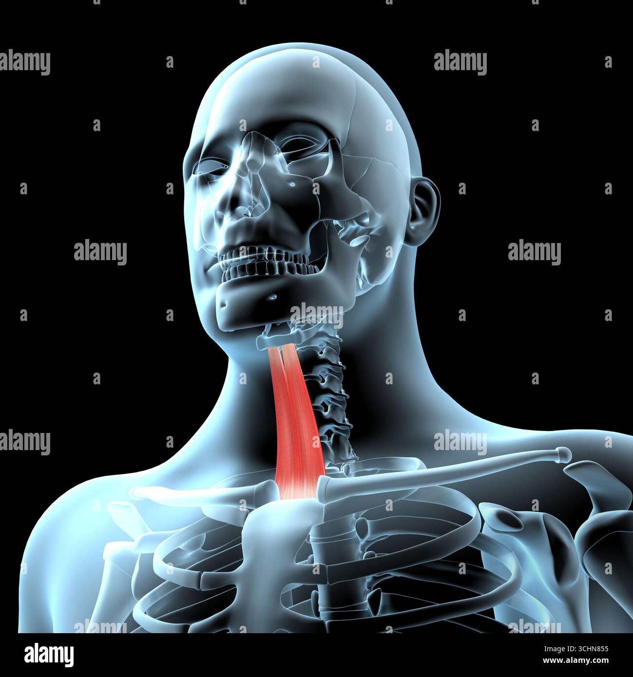 This 3d illustration shows the sternohyoid muscles anatomical position ...