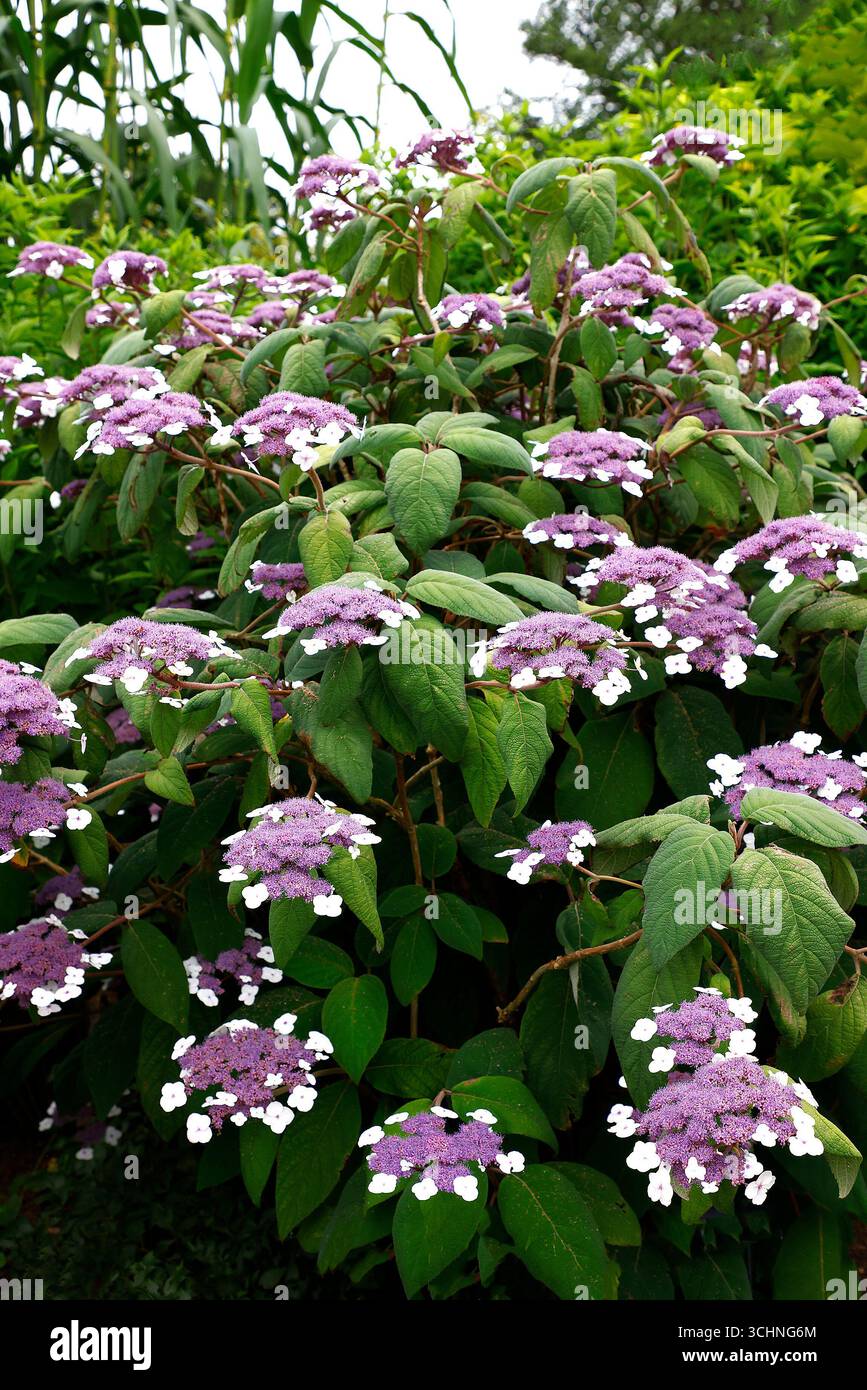 Scabrous leaves hi-res stock photography and images - Alamy