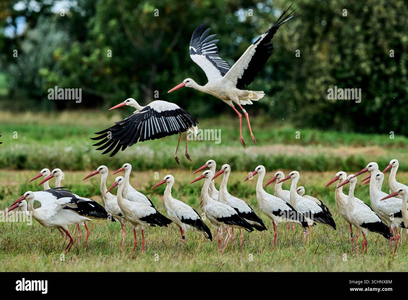 Storks take off from a field in Buettelborn near Frankfurt, Germany ...