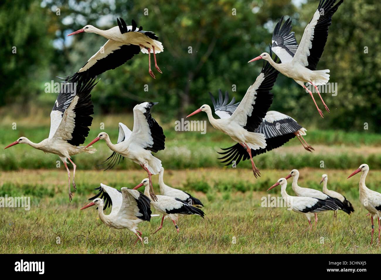 Storks take off from a field in Buettelborn near Frankfurt, Germany ...