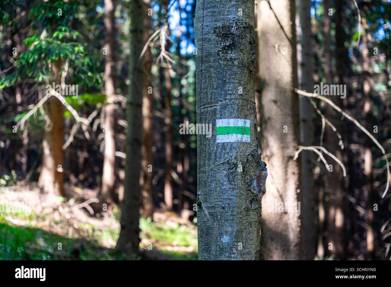 Tree in forest marked with green trail symbol for hikers, illustrating ...