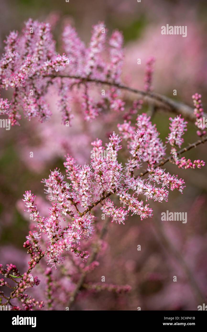 Flowers tamarisk tree tamarix hi-res stock photography and images - Alamy