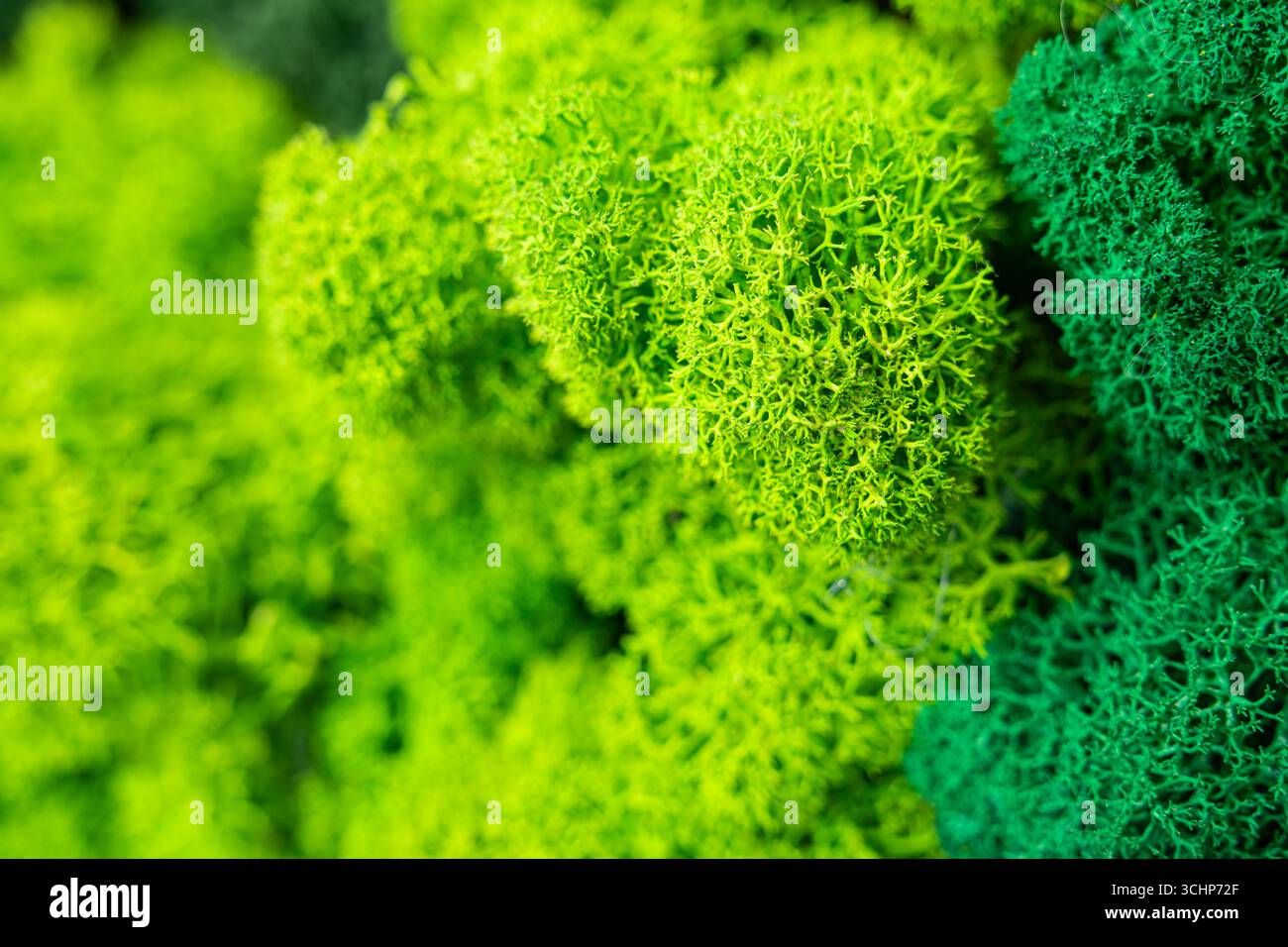 Green moss texture in hi-res stock photography and images - Alamy