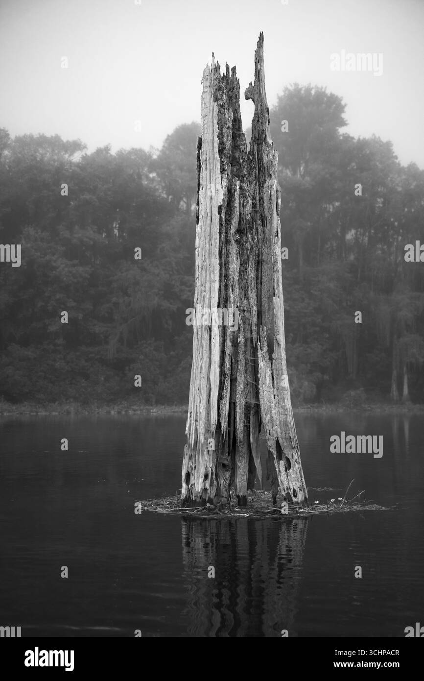 Spring decay Black and White Stock Photos & Images - Alamy