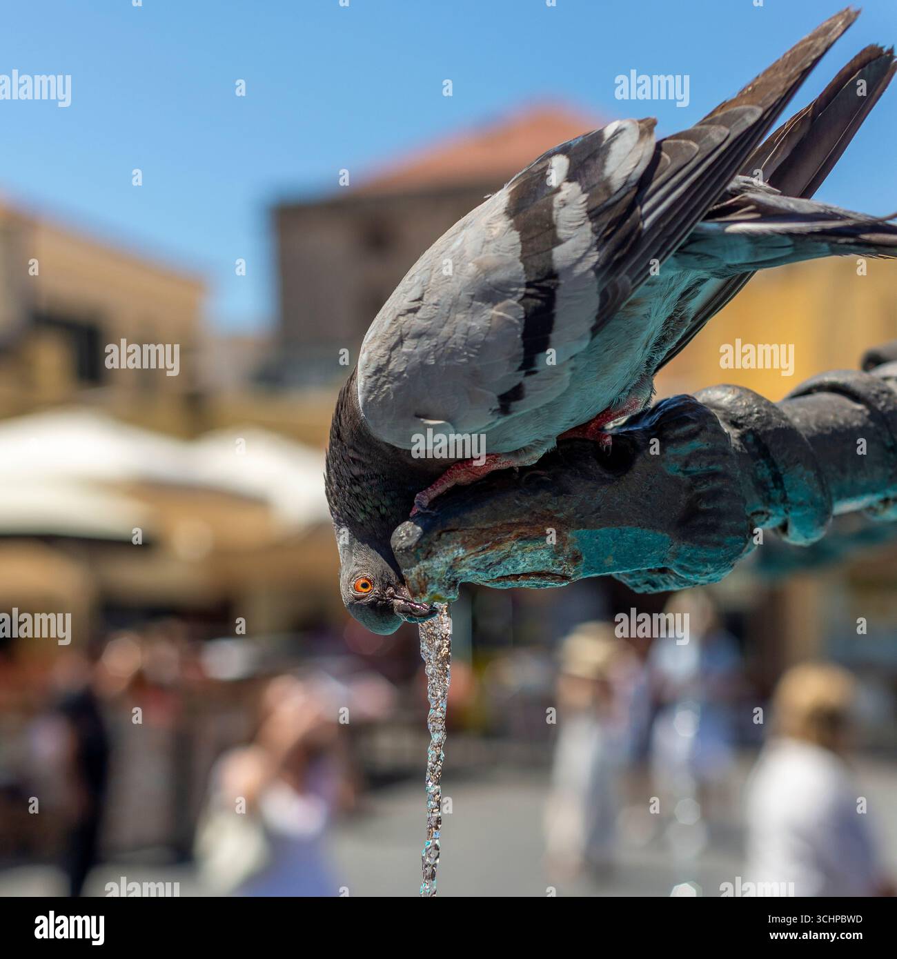 Pigeon drinking water upside down from Syntrivan Fountain, Hippocrates ...