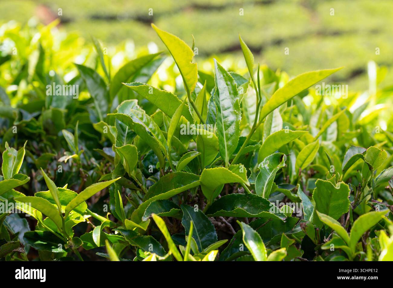 Tea field in Munnar, plantation in India, Kerala, Nilgiri hills ...
