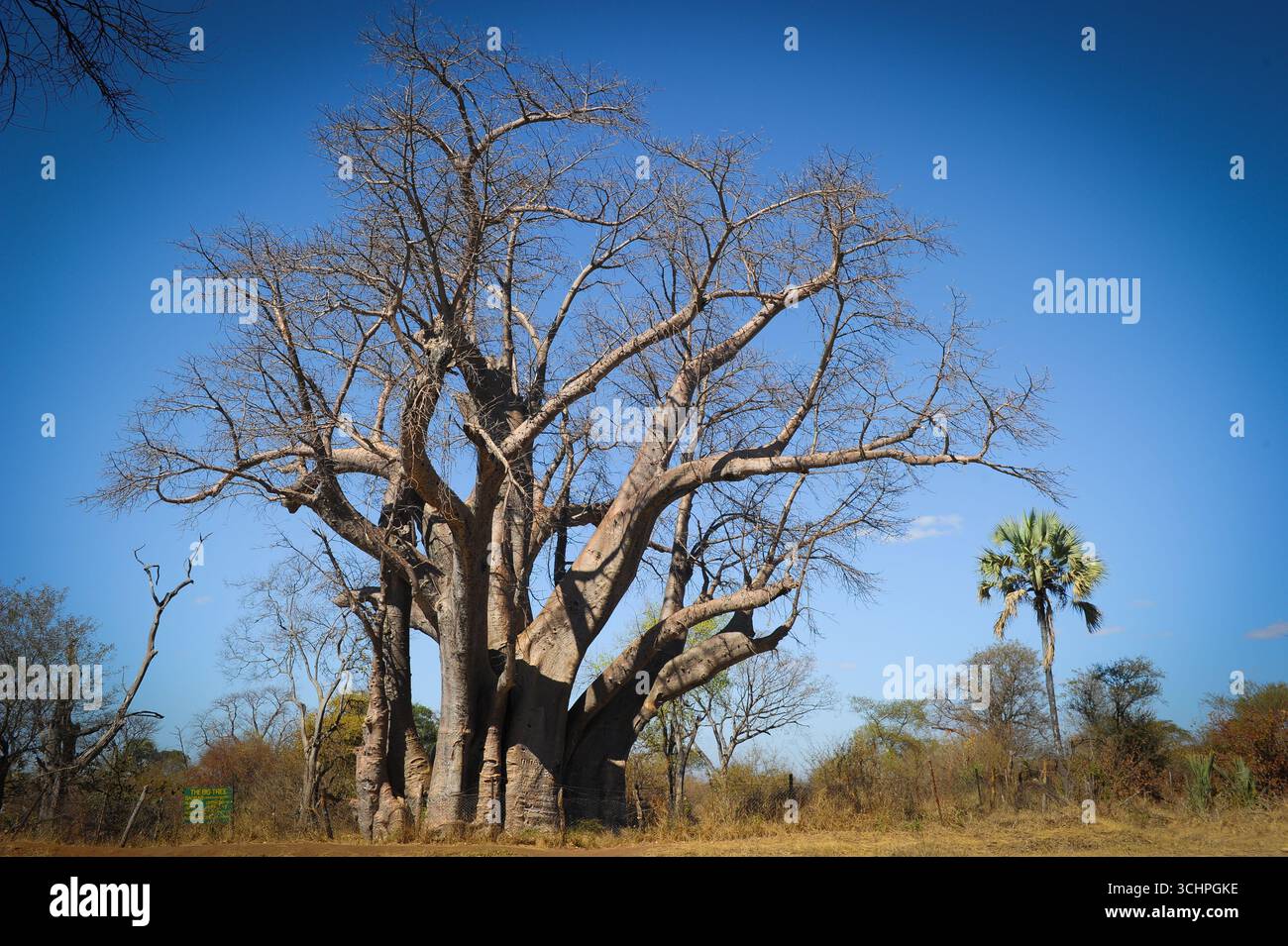 The Big Tree Baobab at Victoria Falls A magnificent and ancient baobab ...