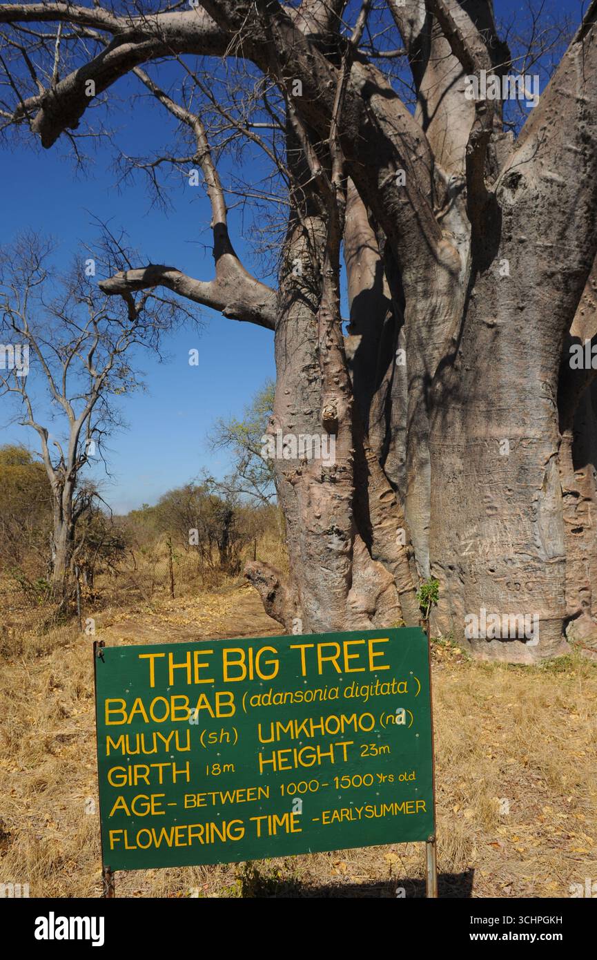 The Big Tree Baobab at Victoria Falls A magnificent and ancient baobab ...