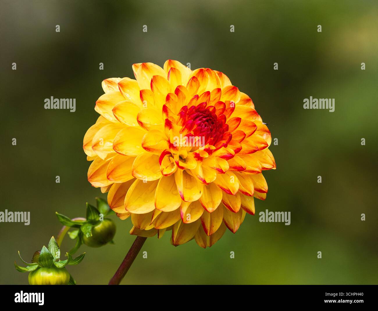 Late summer flower of the half hardy tuberous perennial ball Dahlia ...