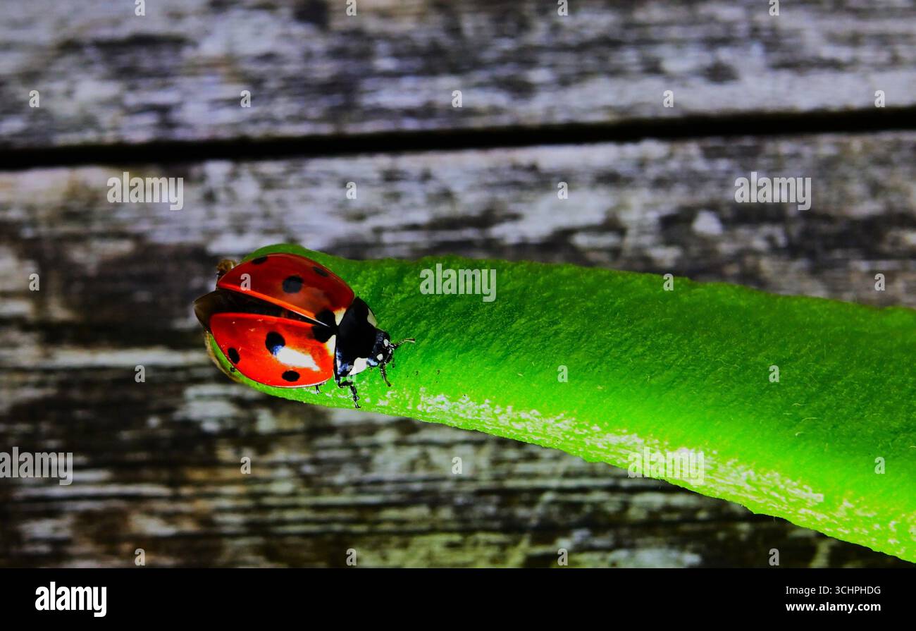 Ladybird/Lady bug on a runner bean, Coccinella septempunctata Stock ...