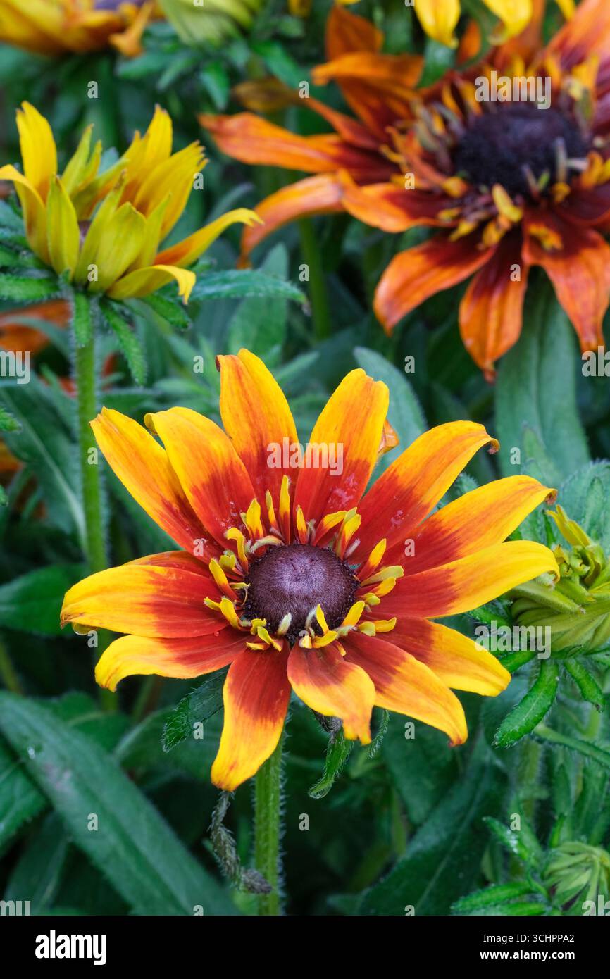 Rudbeckia summerina blazing fire hi-res stock photography and images ...