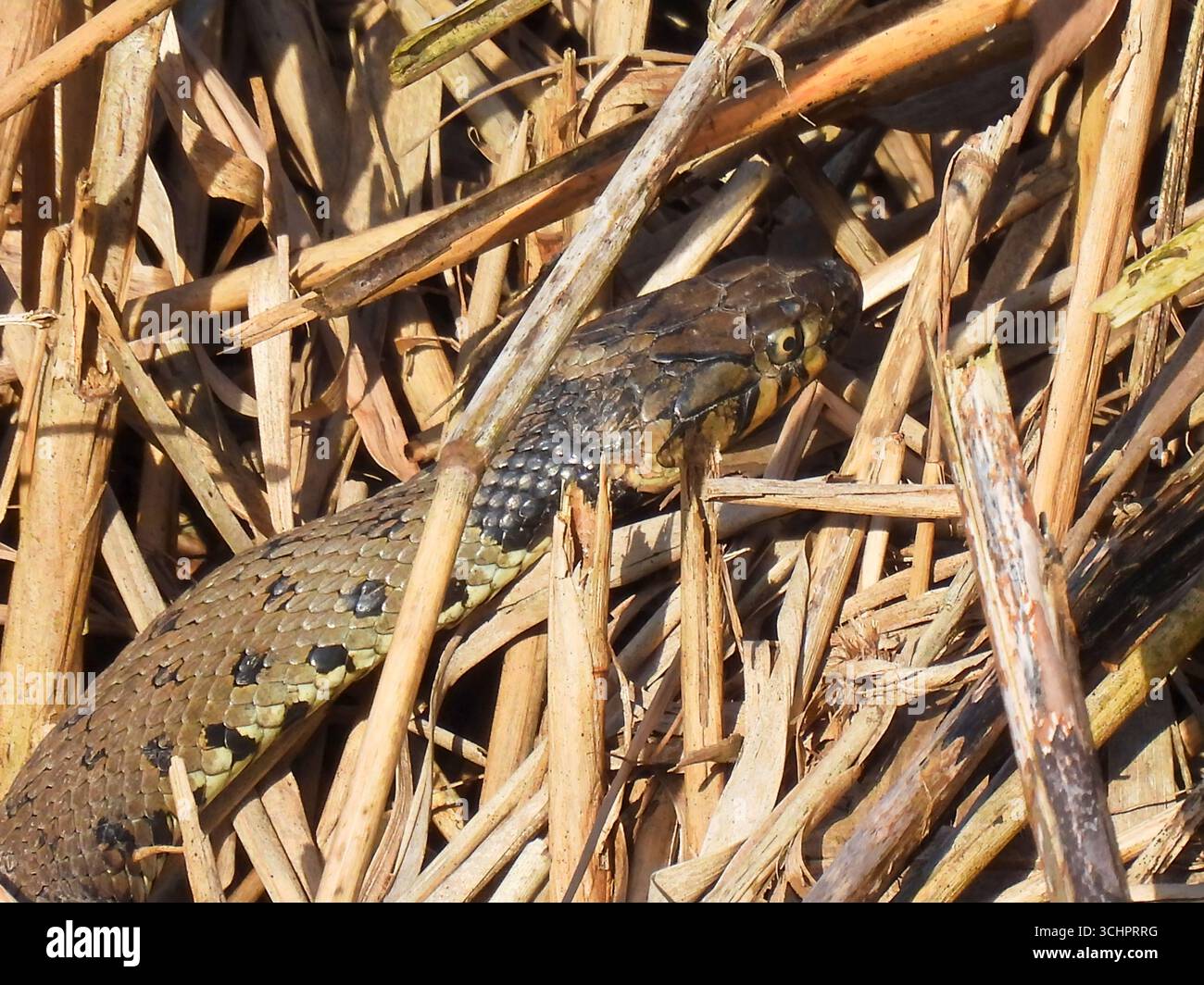 Venomous snake with tongue hi-res stock photography and images - Alamy