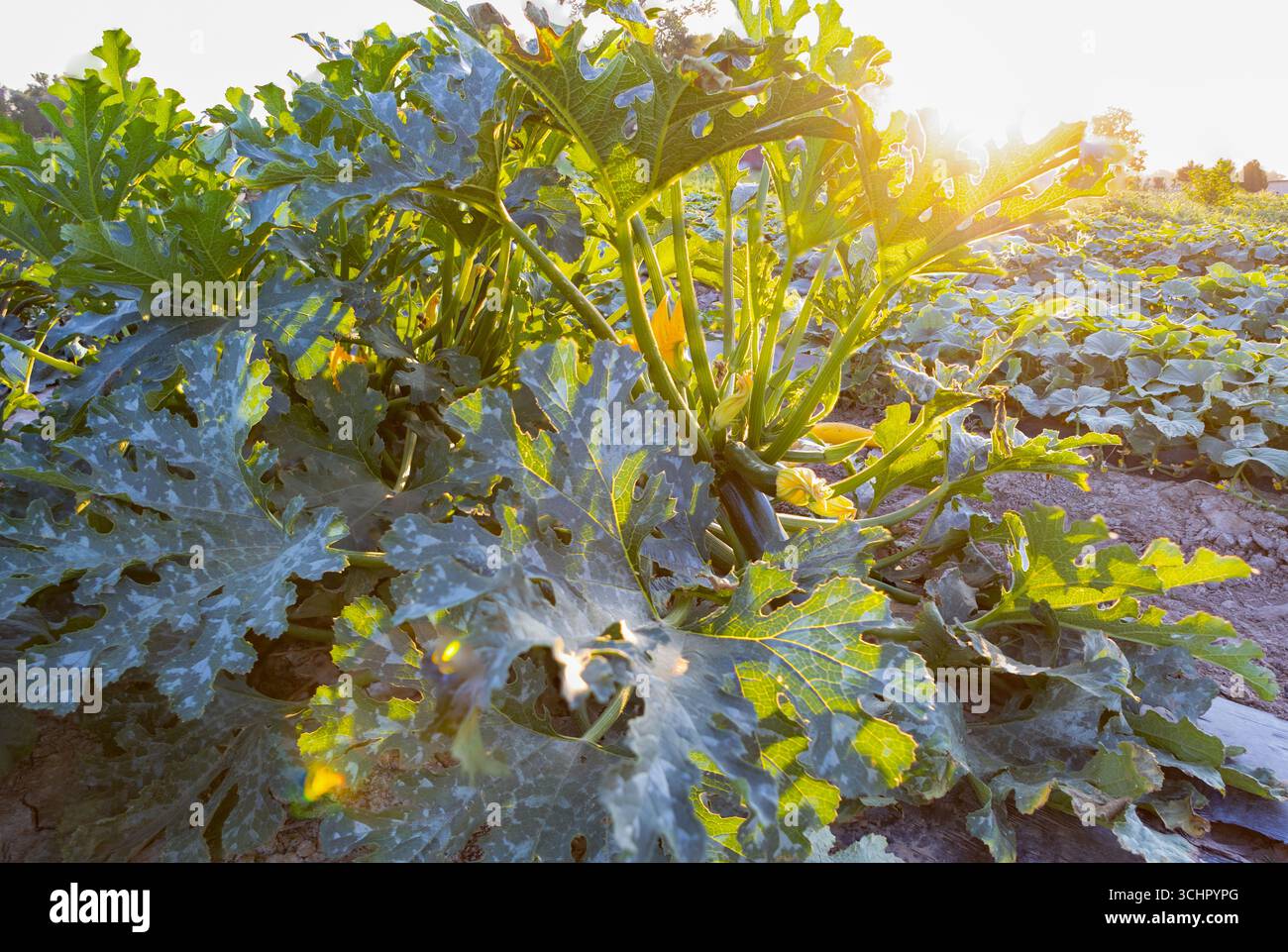 Zucchini harvest in farmer hi-res stock photography and images - Alamy