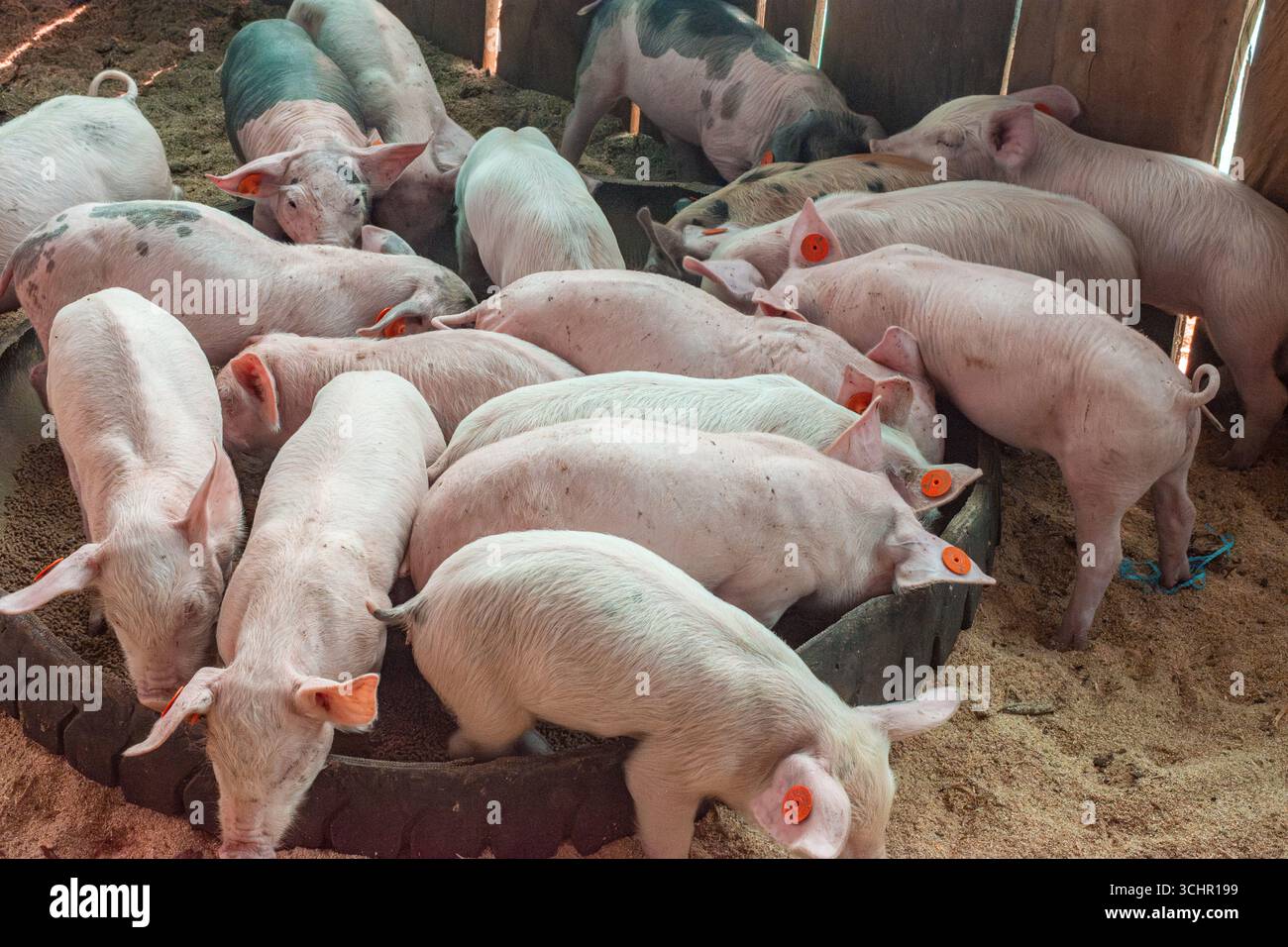 A large group of pigs feeding together in a pen, showcasing farm life ...