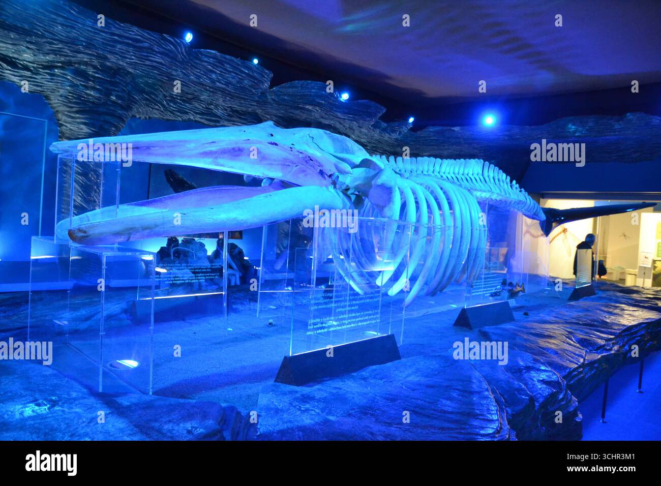 Humpback whale skeleton, Natural History Galleries at the National ...