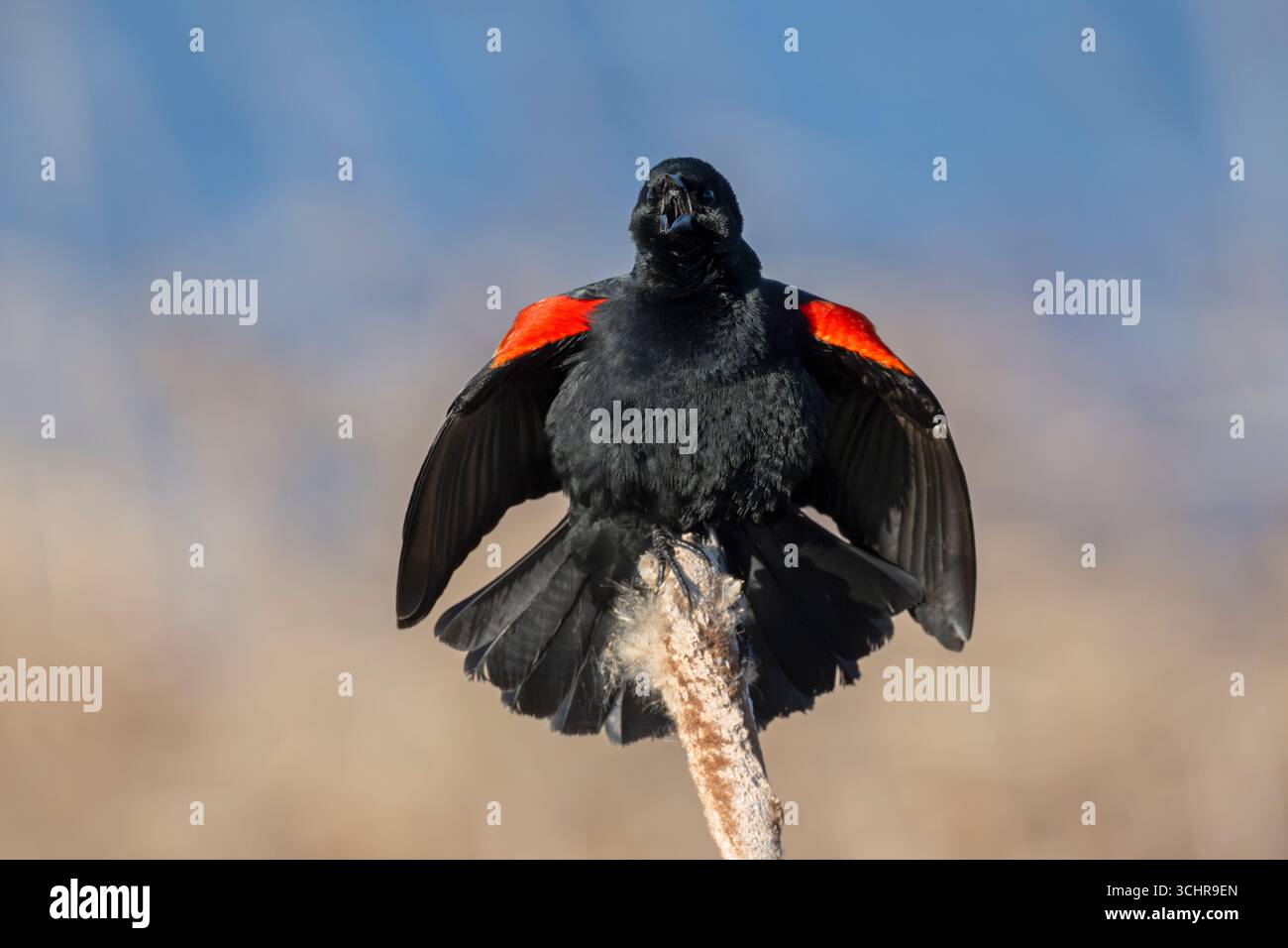 Red-winged Blackbird (Agelaius phoeniceus). April in Acadia National ...