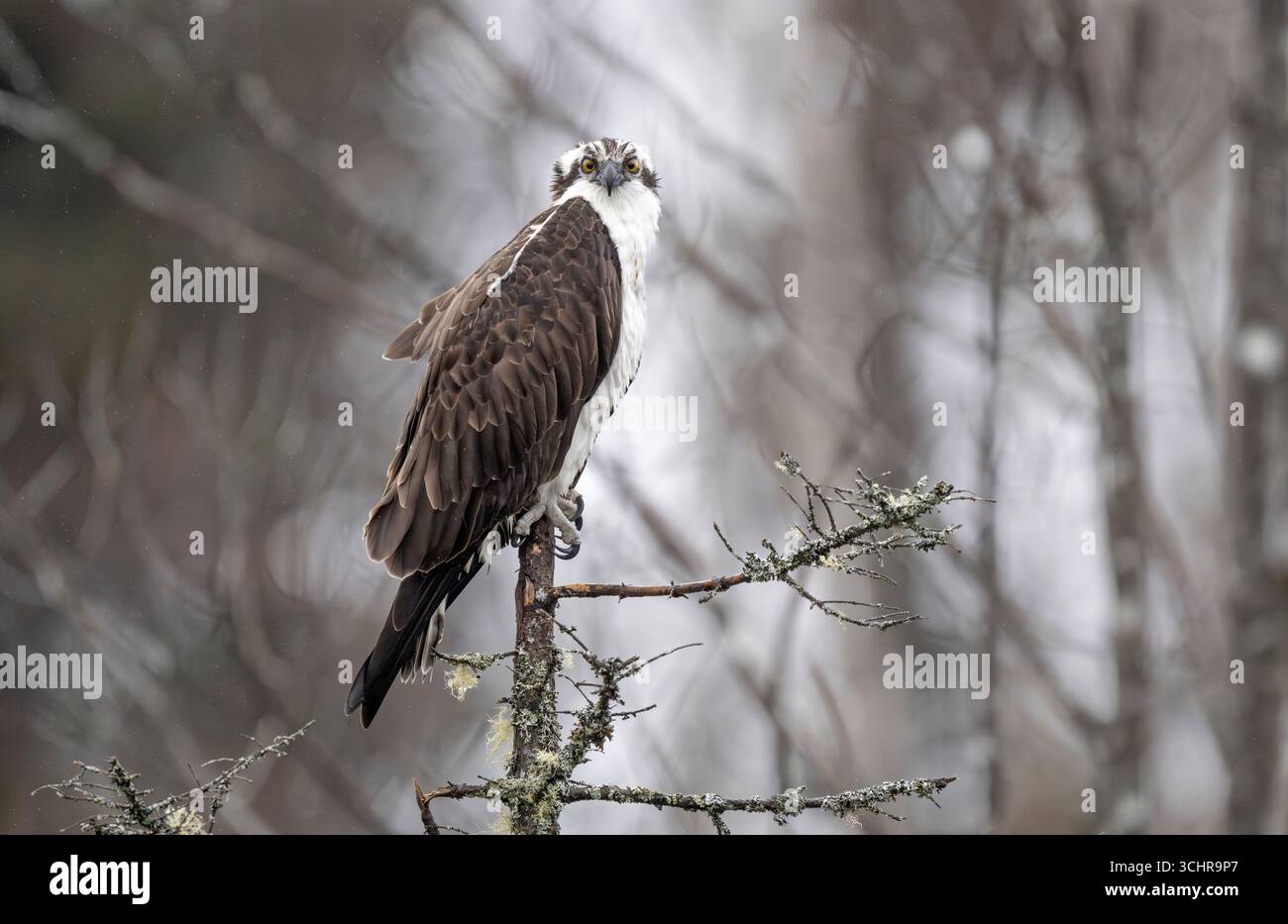 Osprey (Pandion haliaetus). A windy April day in Acadia National Park, Maine, USA Stock Photo ...
