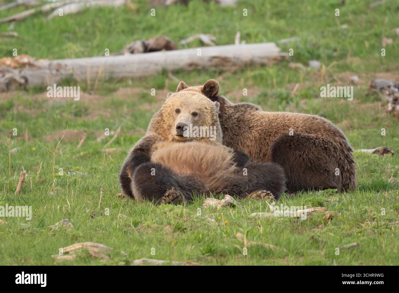 Grizzly Bear (Ursus arctos). Mating bears at sunset. Late May in ...