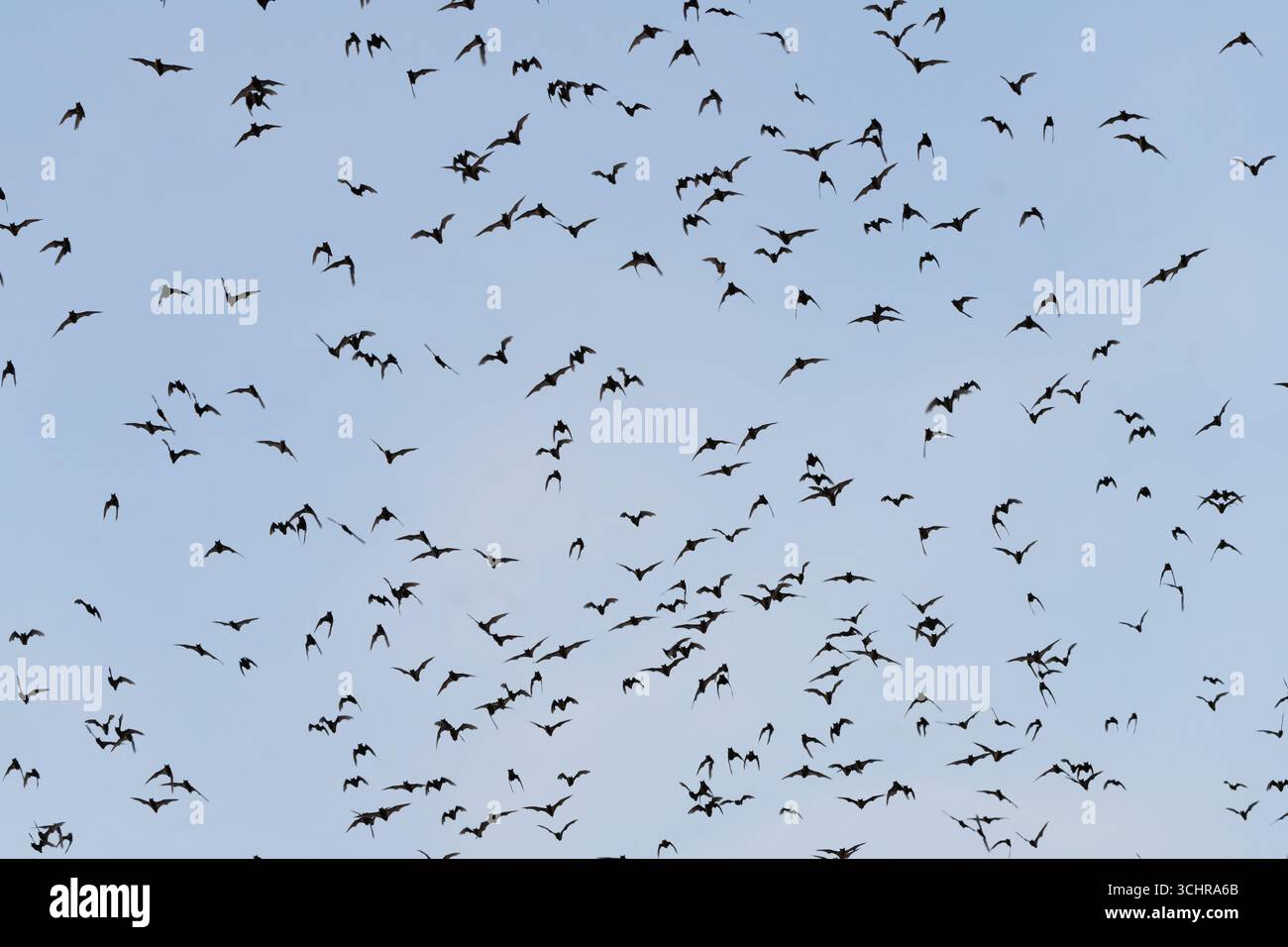 Thousands bats of fly out of the cave at dusk to hunt insects at ...