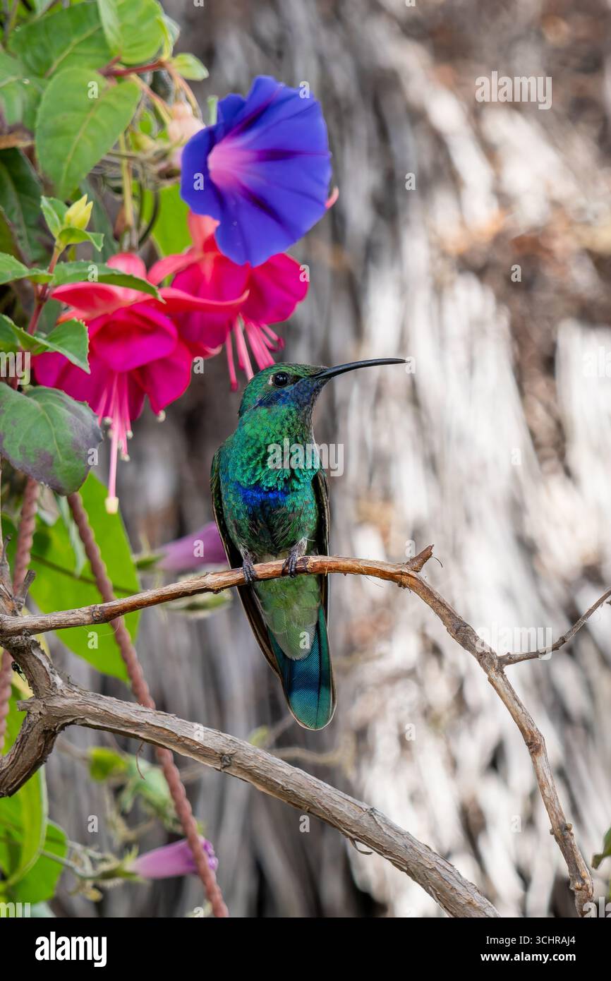 A Sparkling Violetear hummingbird perched on a branch at the equator at ...