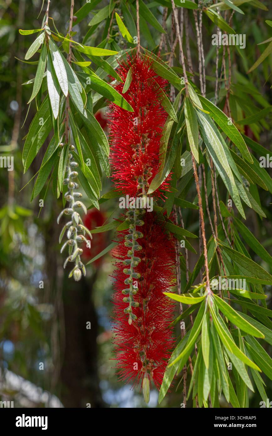 The colorful inflorescence of a Bottlebrush tree at the equator park in ...
