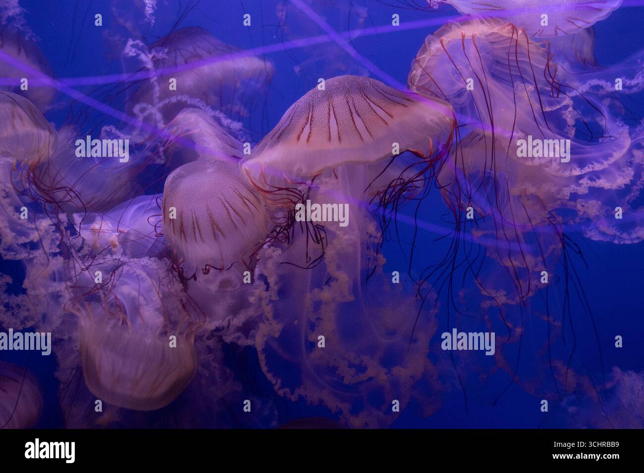 August 29, 2025, Valencia, Spain: Several Pacific nettles, Chrysaora ...