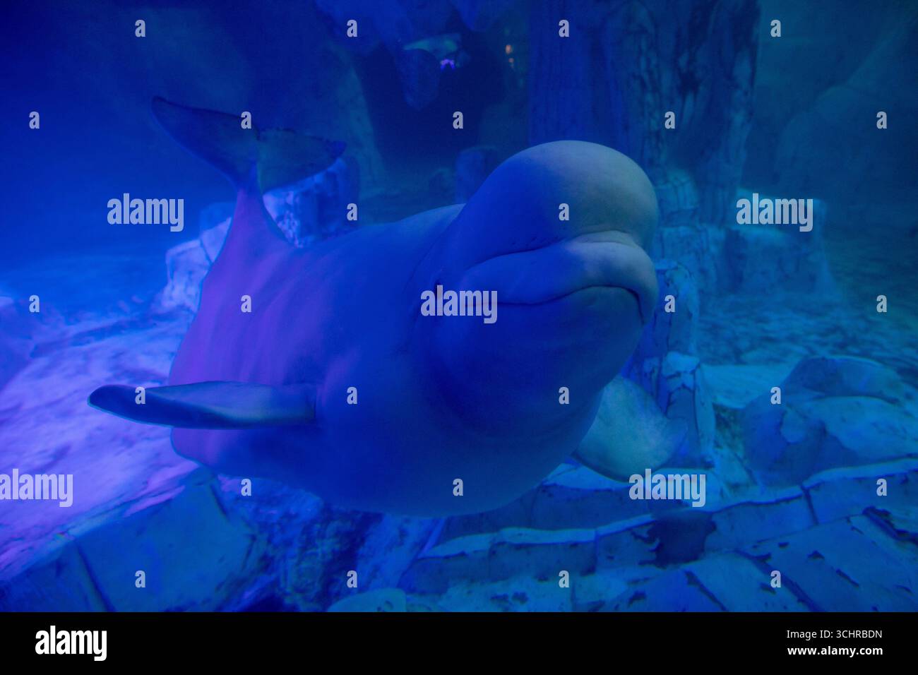 August 29, 2025, Valencia, Spain: A specimen of a beluga whale, a ...