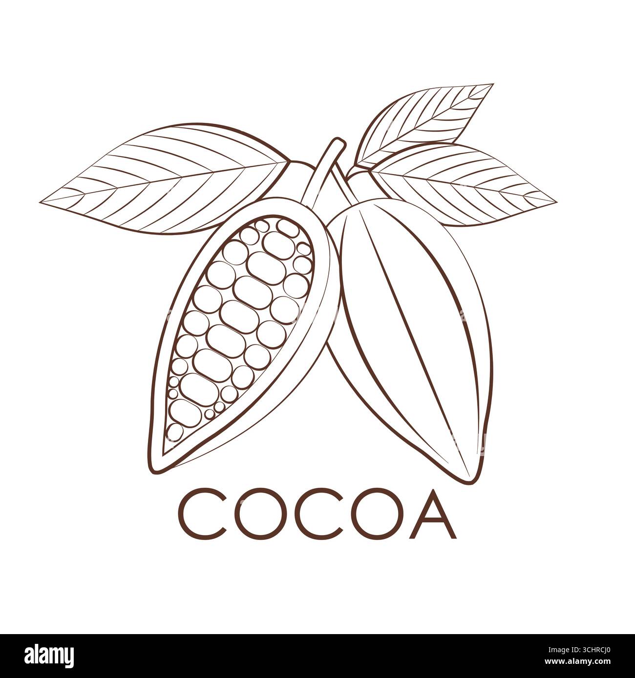 Cocoa bean Logo. Cocoa Icon. Chocolate Cocoa Symbol. Vector ...