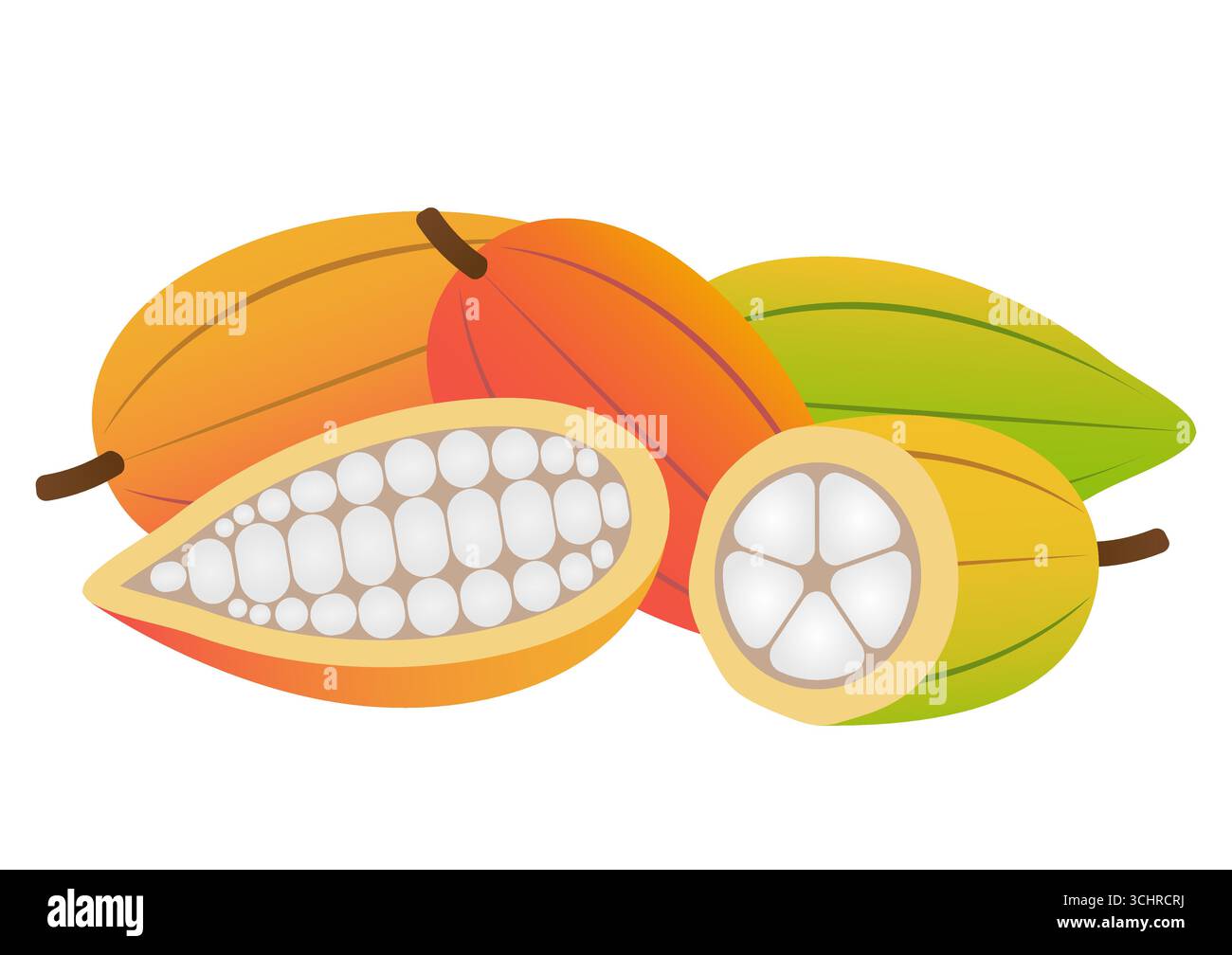 Fresh Cocoa Fruits, Cacao Beans, Cocoa Pod. Vector Illustration ...