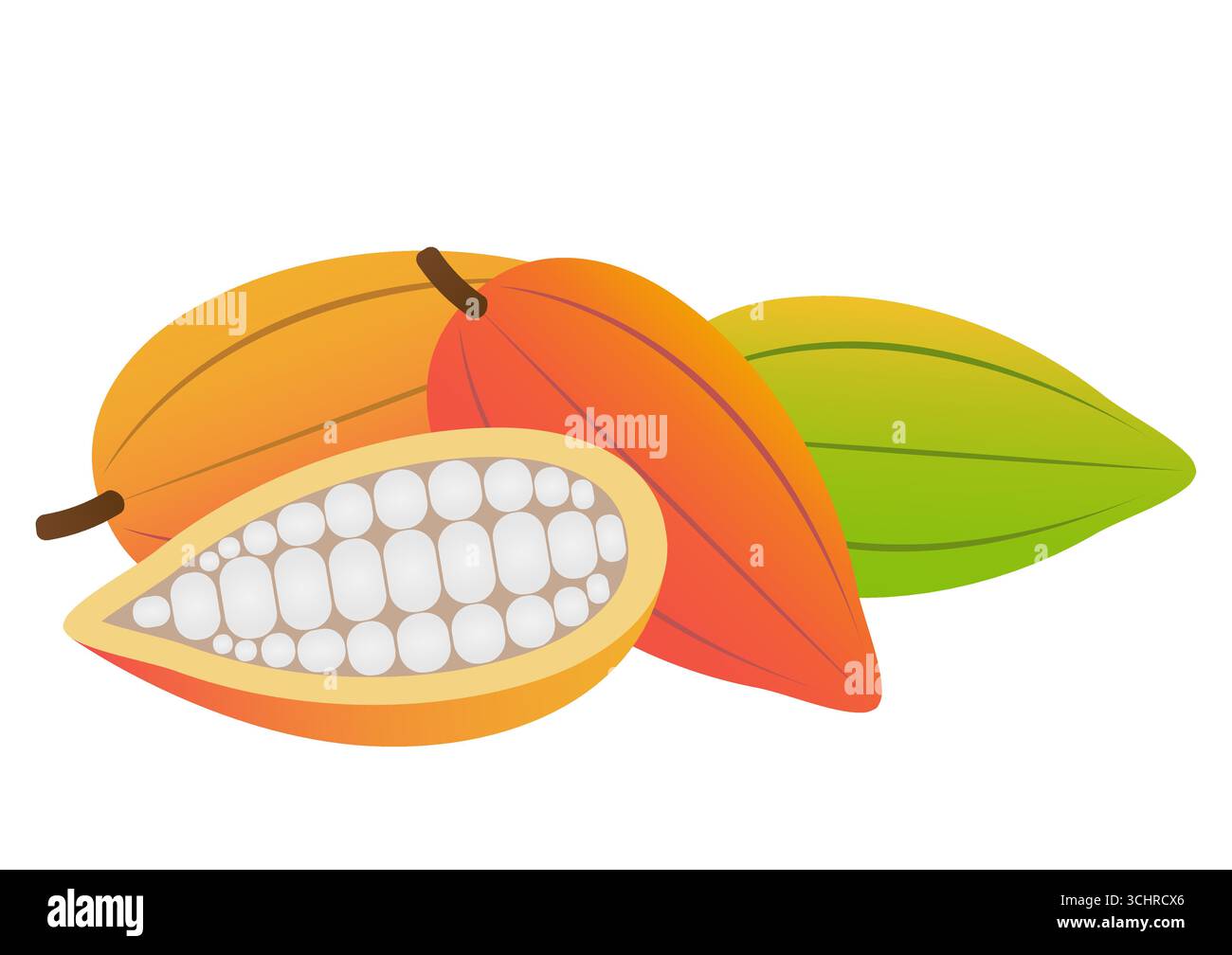 Fresh Cocoa Fruits, Cacao Beans, Cocoa Pod. Vector Illustration ...