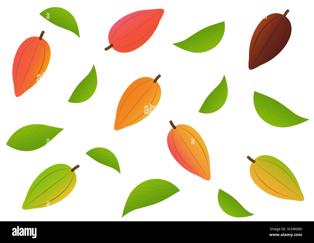 Fresh Cocoa Fruits with Leaf, Cacao Beans, Cocoa Pod. Vector ...
