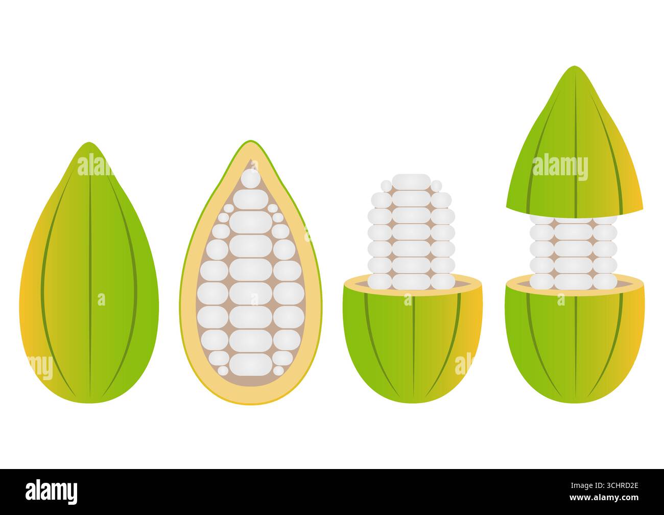 Fresh Cocoa Fruits, Cacao Beans, Cocoa Pod. Vector Illustration ...