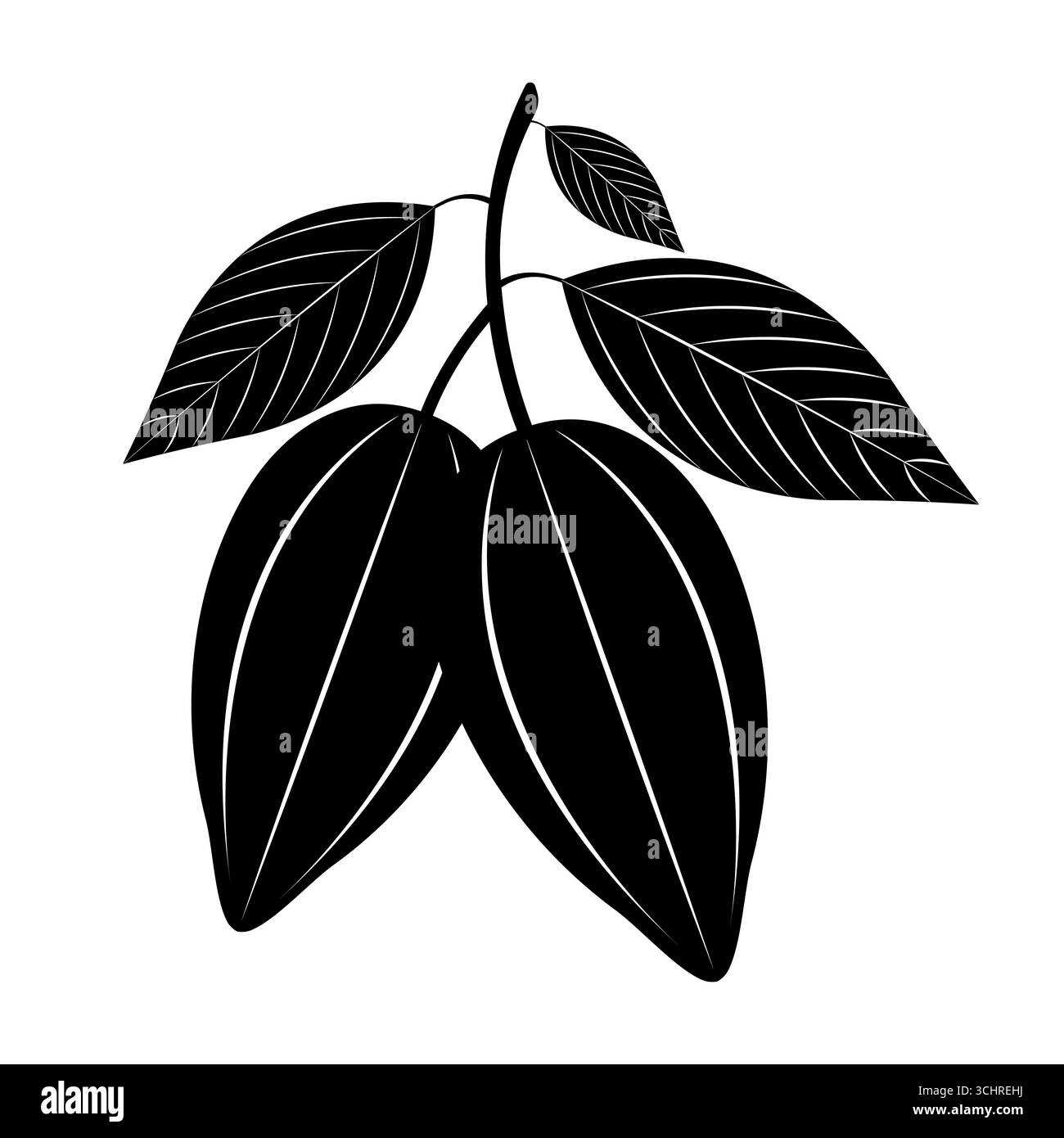 Fresh Cocoa Fruits, Cacao Beans, Cocoa Pod. Vector Illustration ...