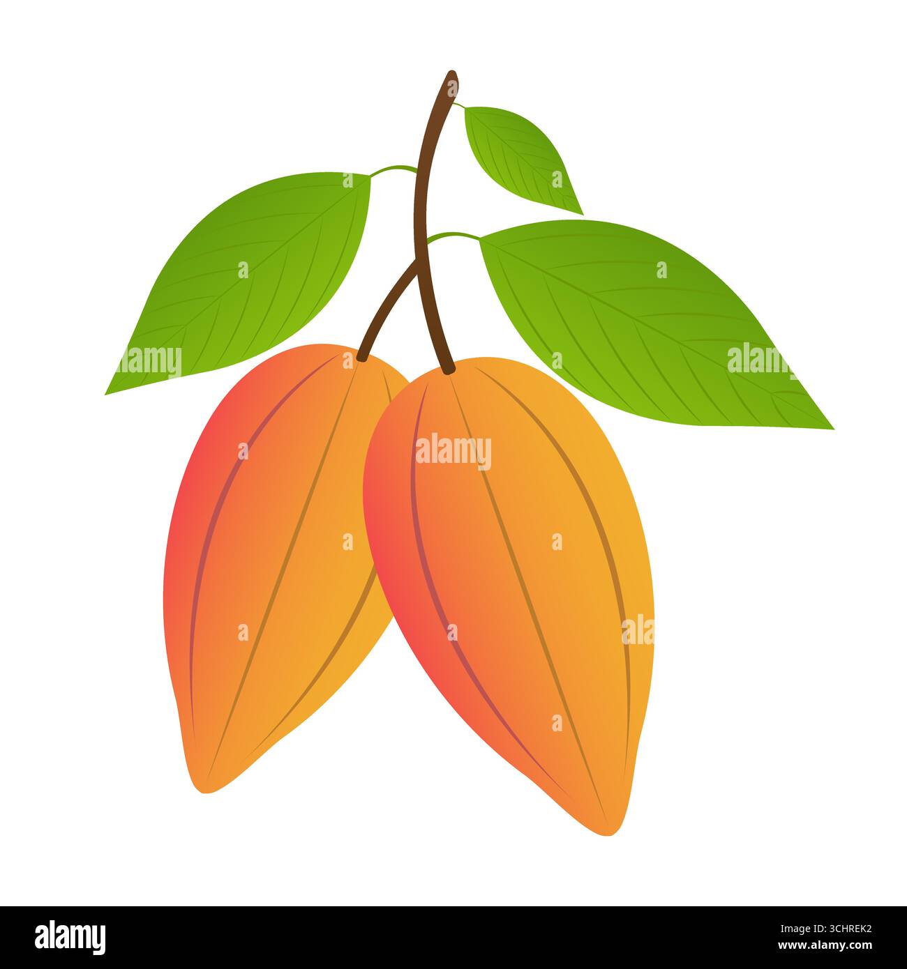 Fresh Cocoa Fruits, Cacao Beans, Cocoa Pod. Vector Illustration ...