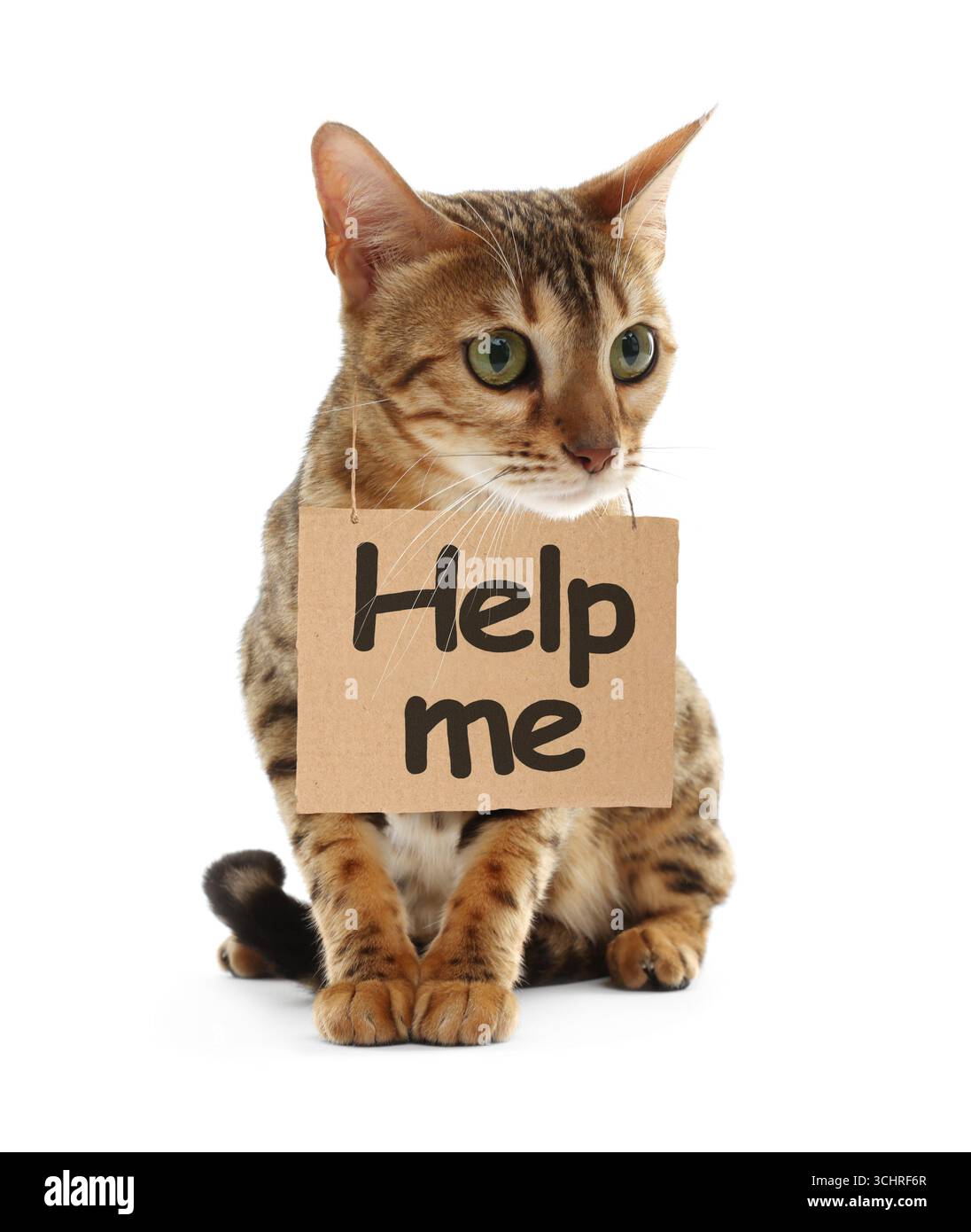 Lonely stray cat on Cut Out Stock Images & Pictures - Alamy