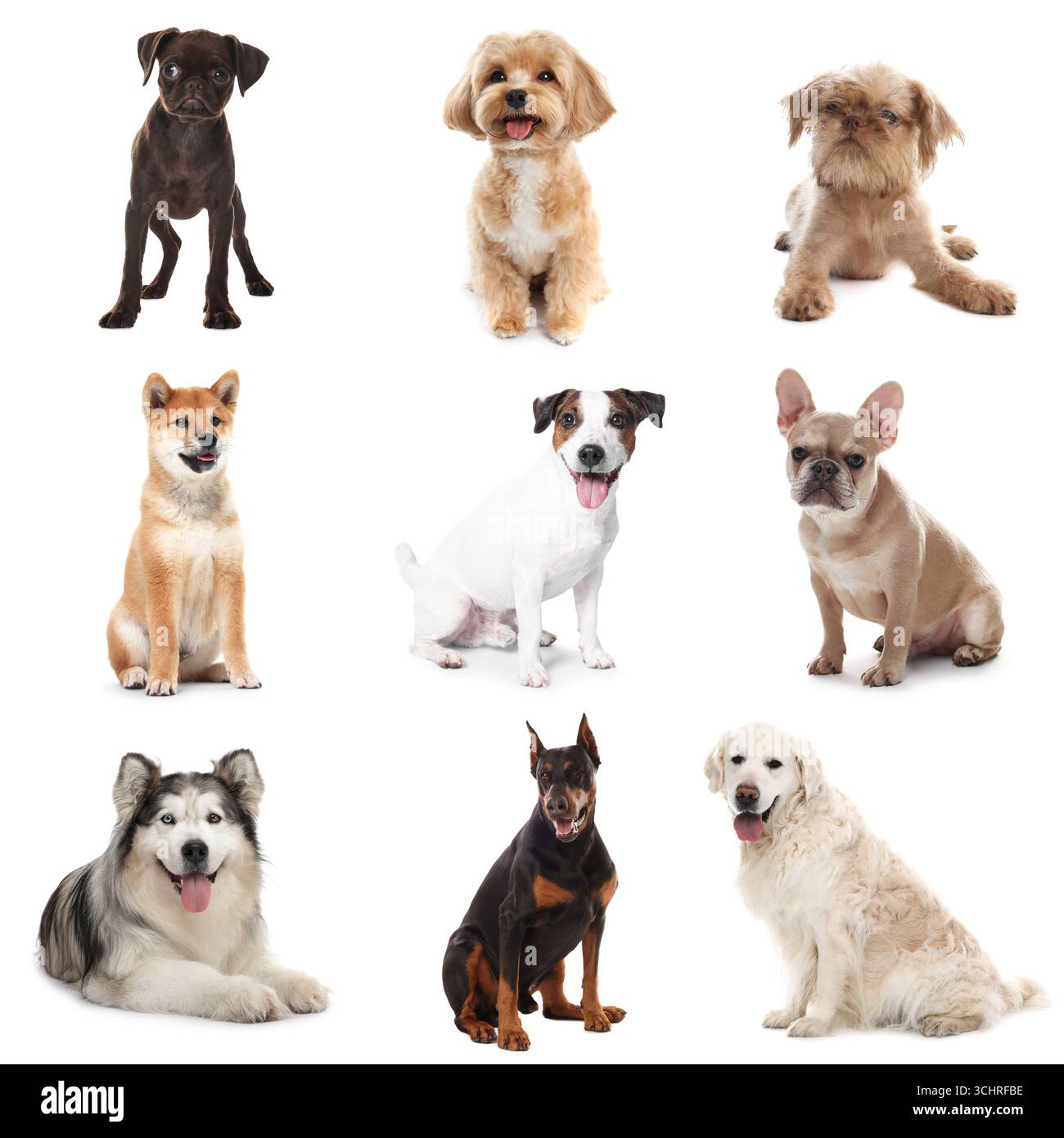 Maltipoo jack russell terrier dogs hi-res stock photography and images ...