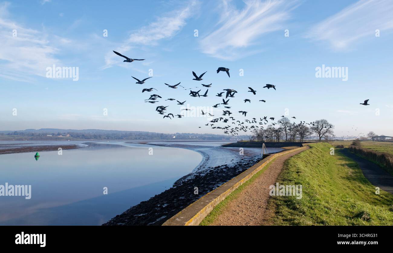 Exminster and powderham marshes hi-res stock photography and images - Alamy