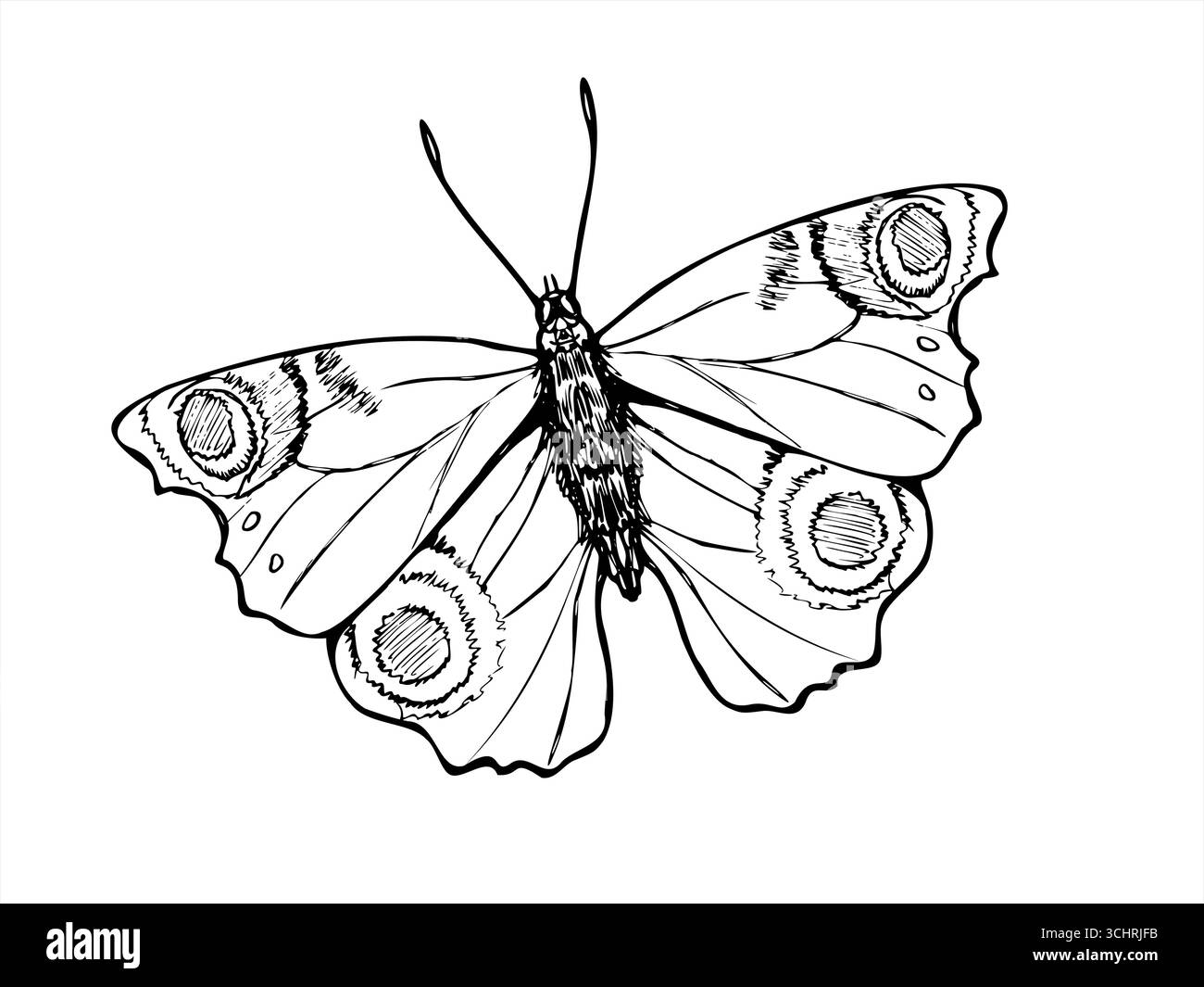 White peacock moth in Cut Out Stock Images & Pictures - Alamy