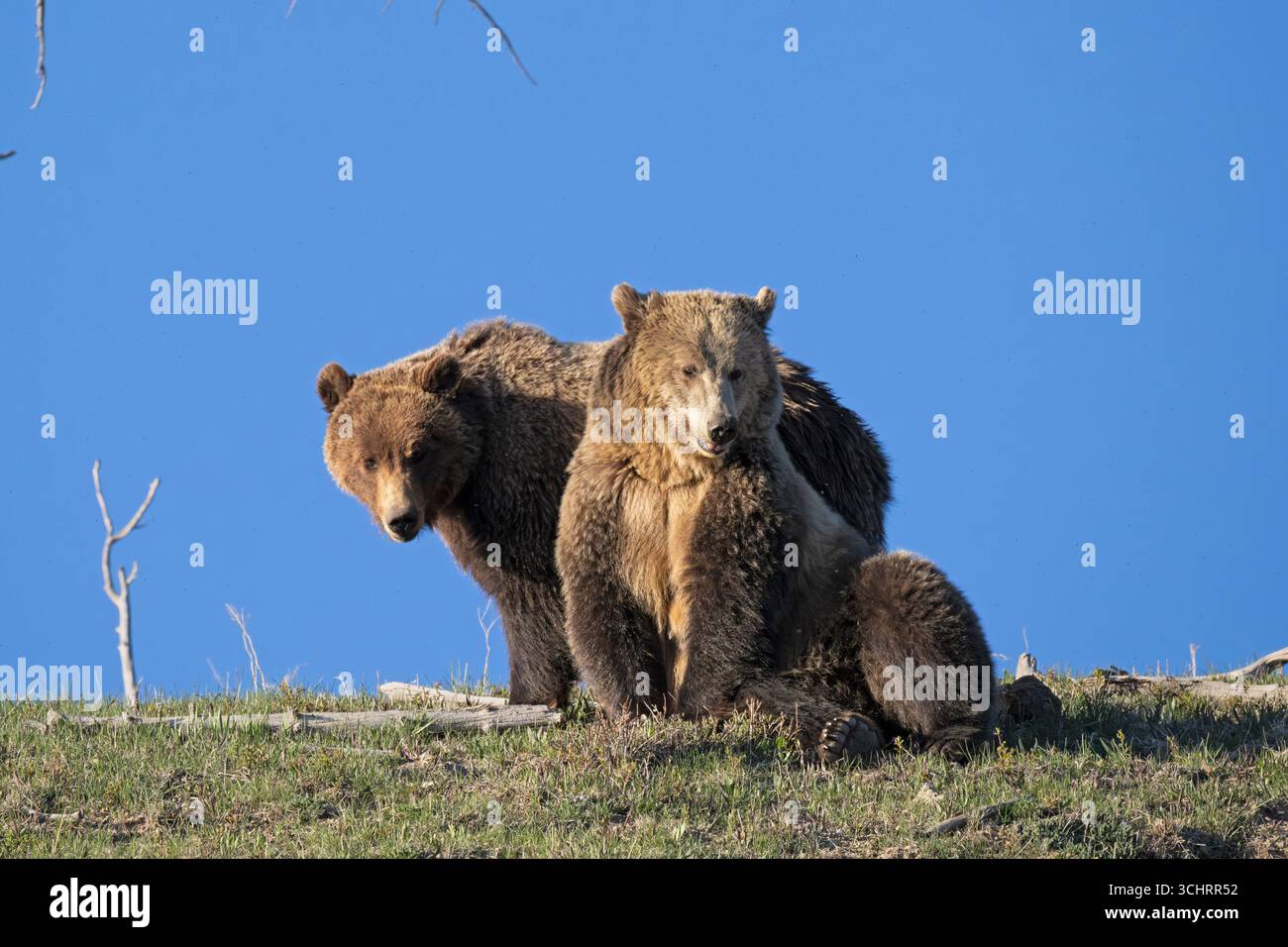 Grizzly Bear (Ursus arctos). Mating bears at sunset. Late May in ...